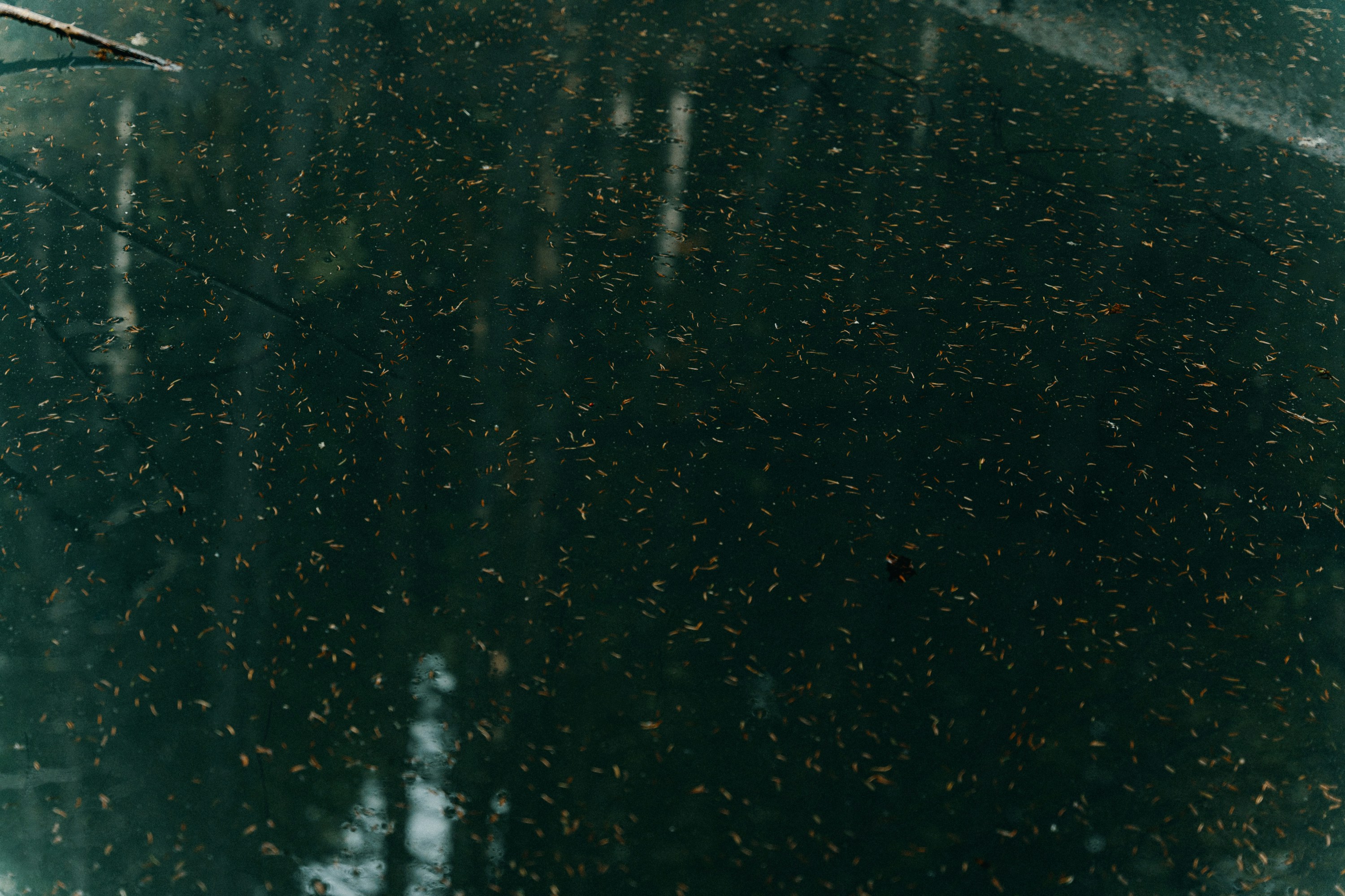Amber Specks Drift Across a Verdant Pond Surface