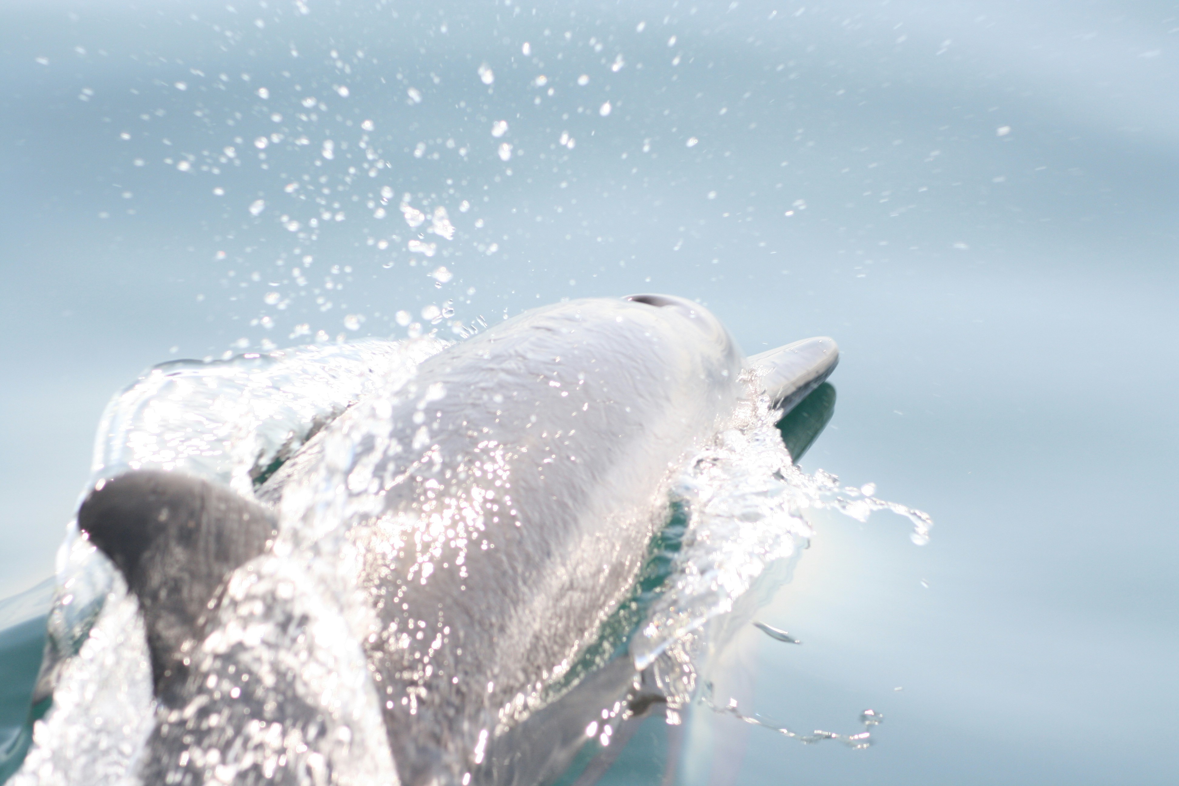 Dolphin breaking the surface of calm water, sending droplets flying in a dynamic display of movement.