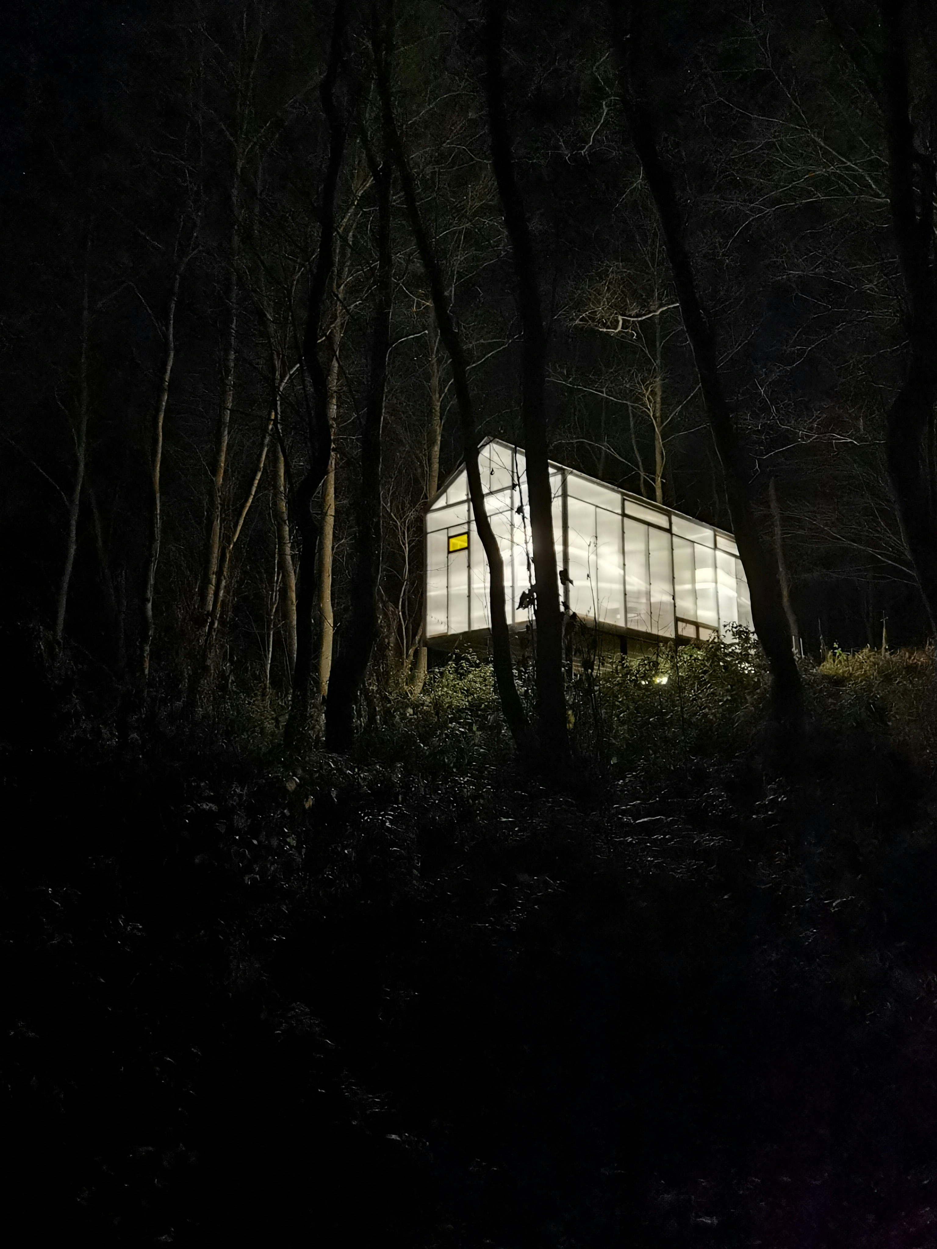 A modern structure glows softly in a dark forest, surrounded by tall trees and underbrush. The contrast between the lighted building and the night adds a sense of intrigue.