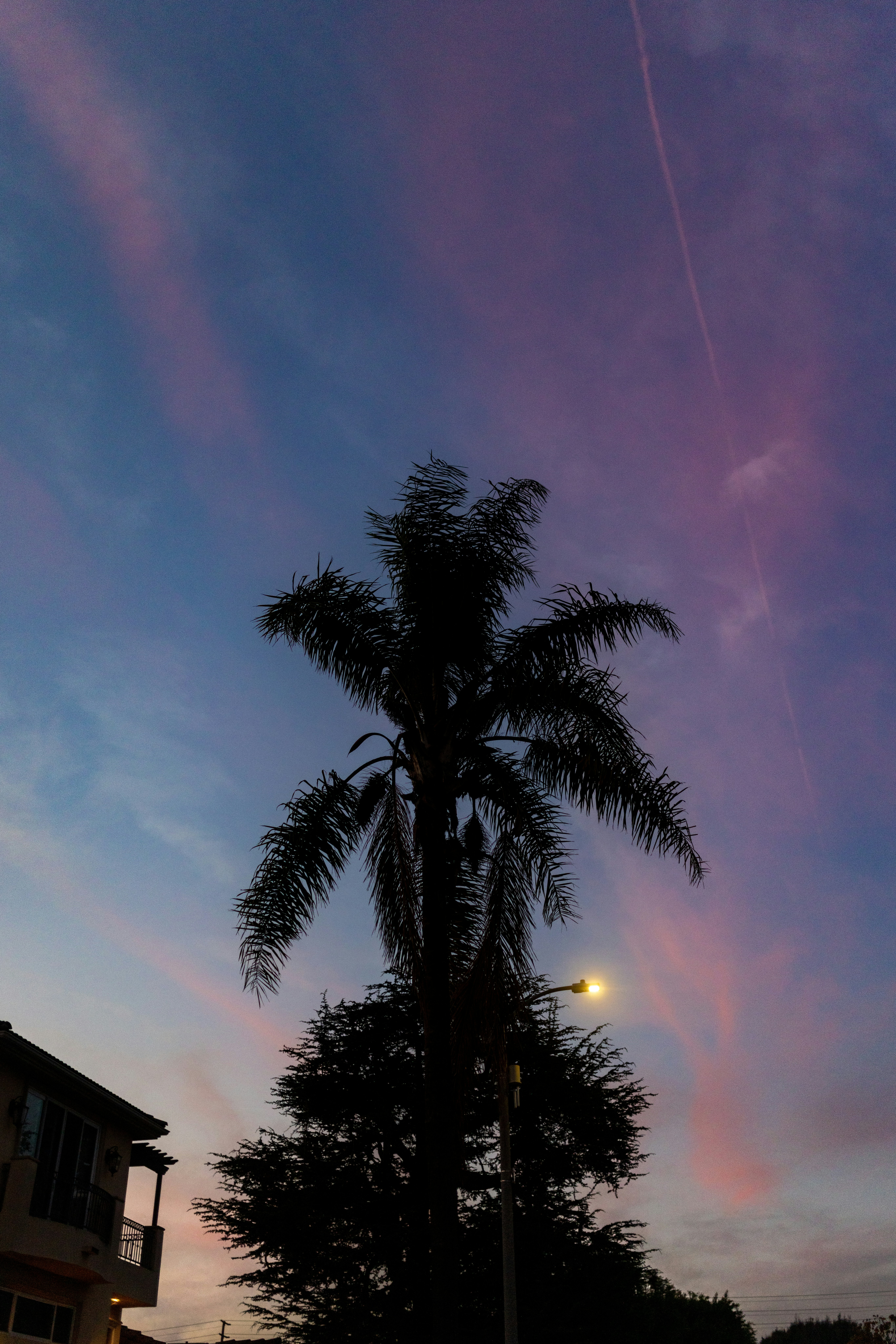 Evening Palms Under a Cyan-Pink Sky