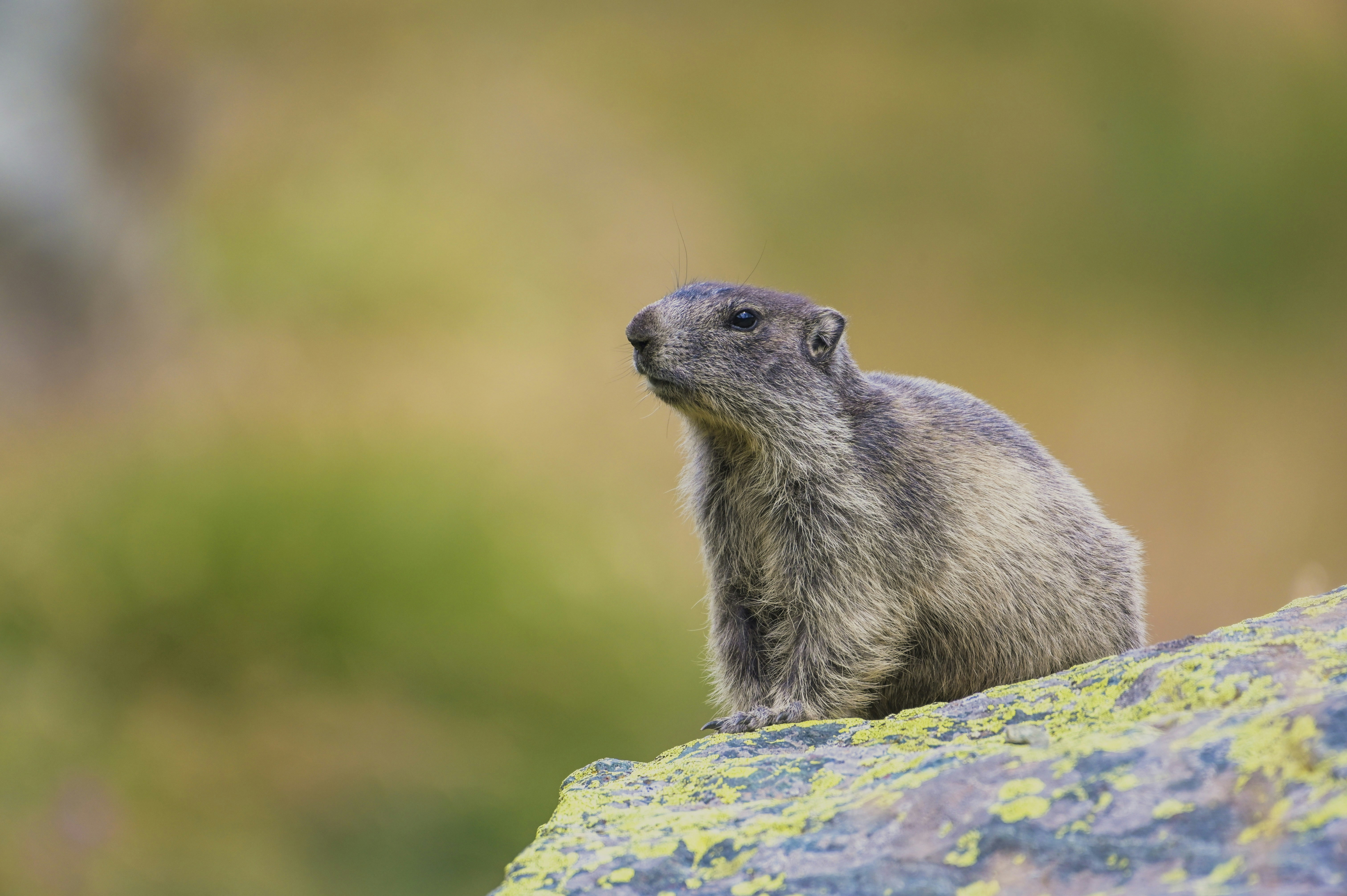 A close up of a small animal on a rock photo – Free Mammal Image on ...