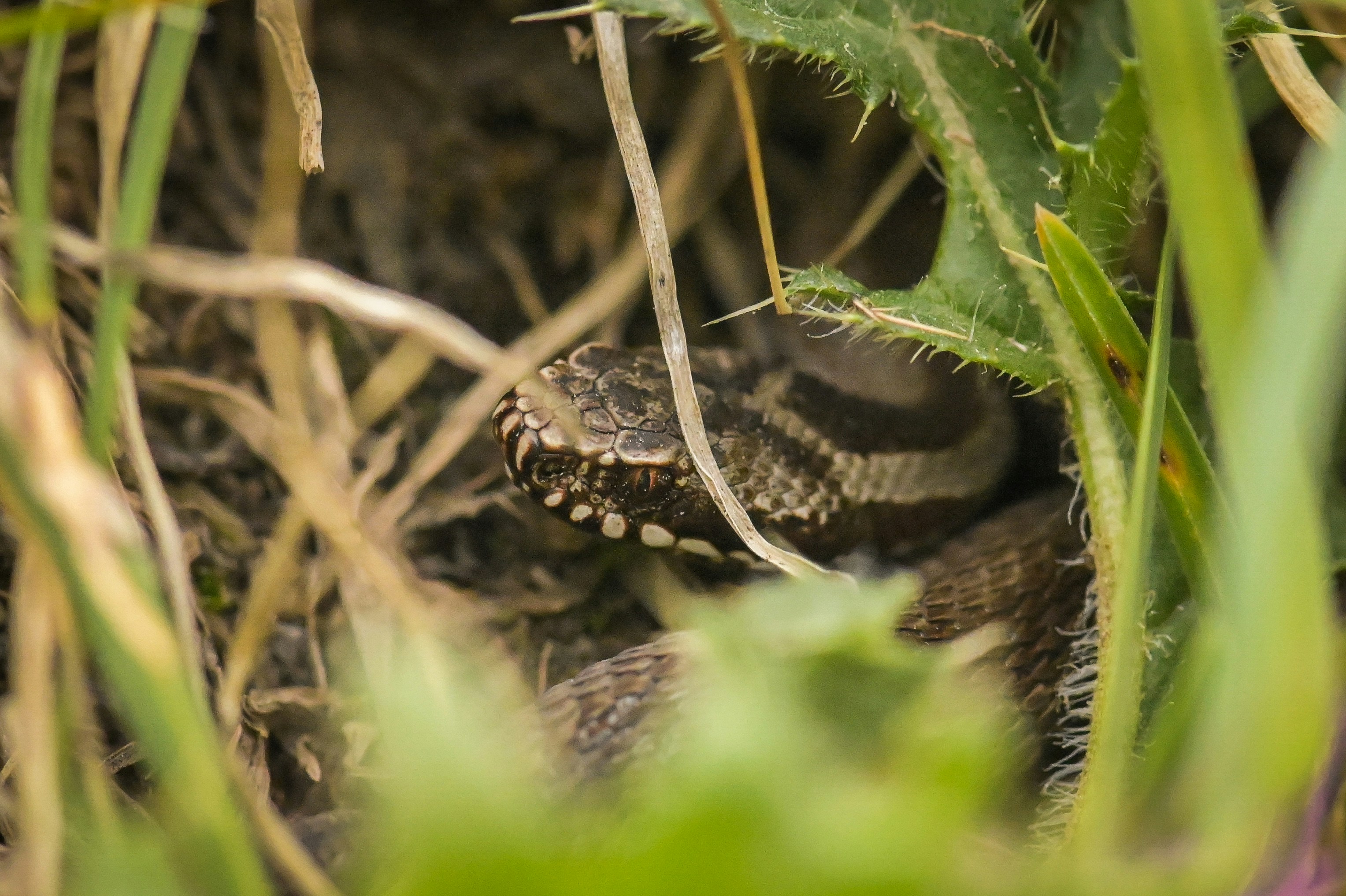Hidden Coil: A Rattler Coiled in the Grasses