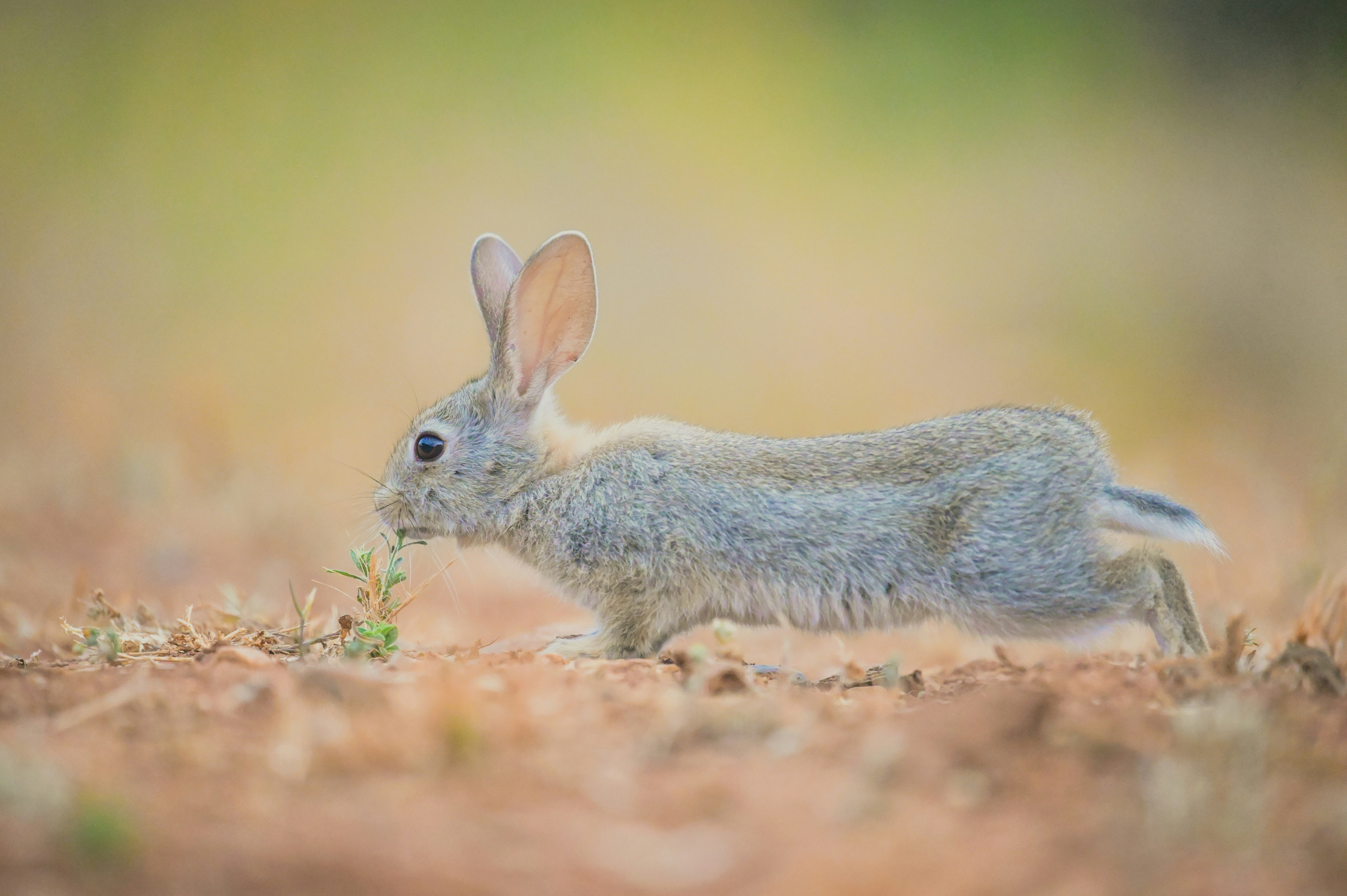 A small rabbit eating grass in a field photo – Free Rabbit Image on ...