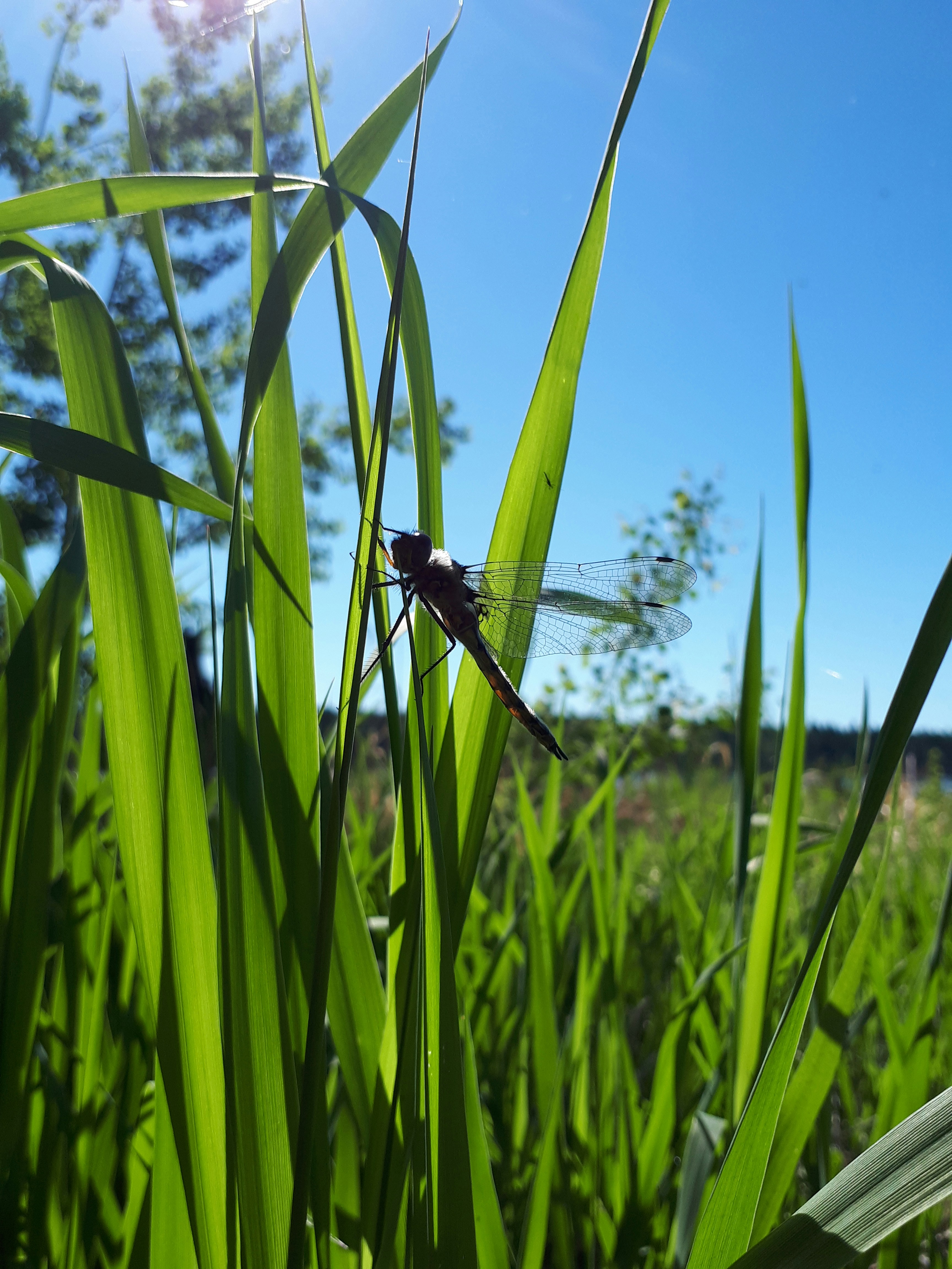 Dragonfly in a Sunlit Reedscape