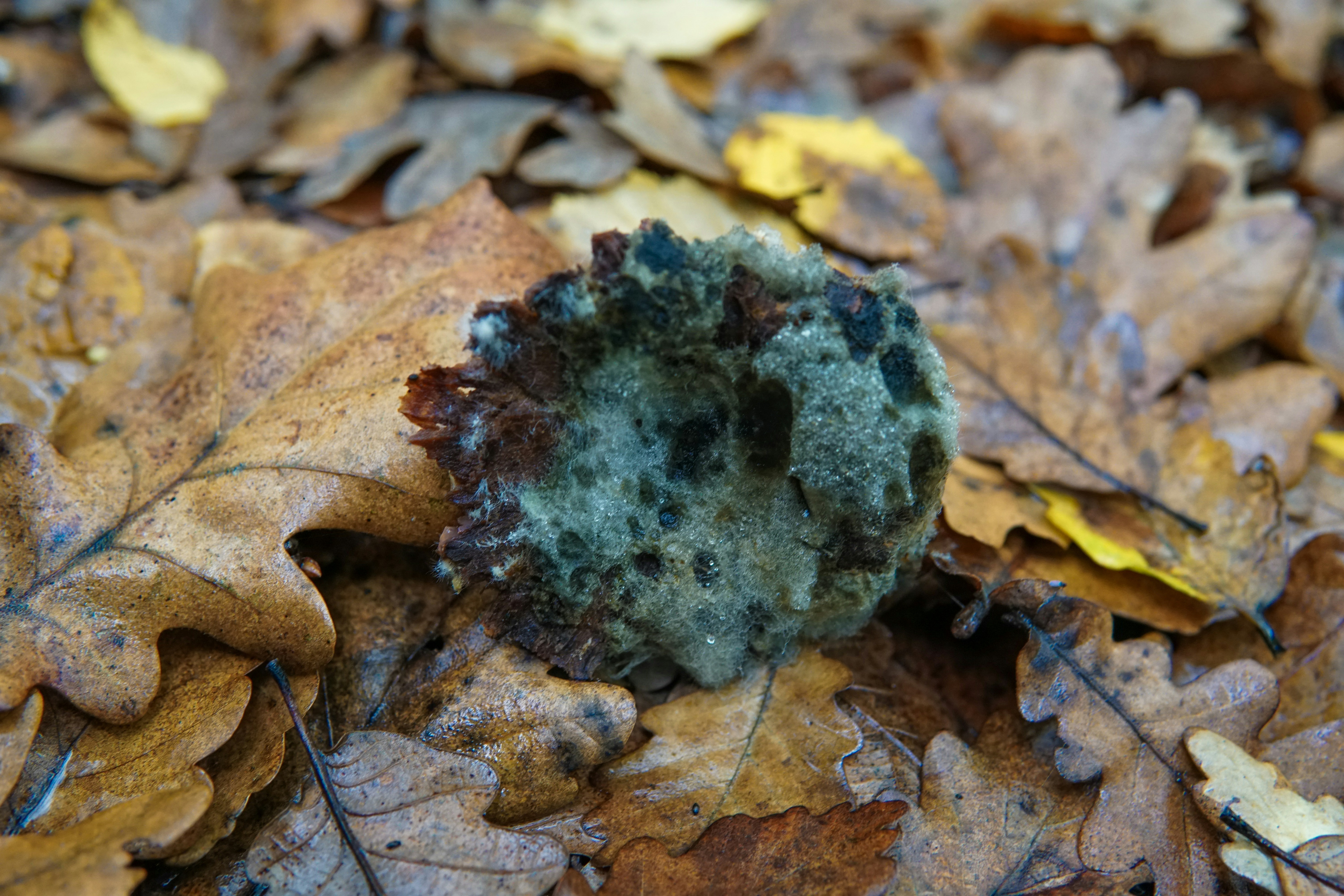 Molded Forest Find: A Spore-Covered Leaf Fossil Resting Among Autumn Debris