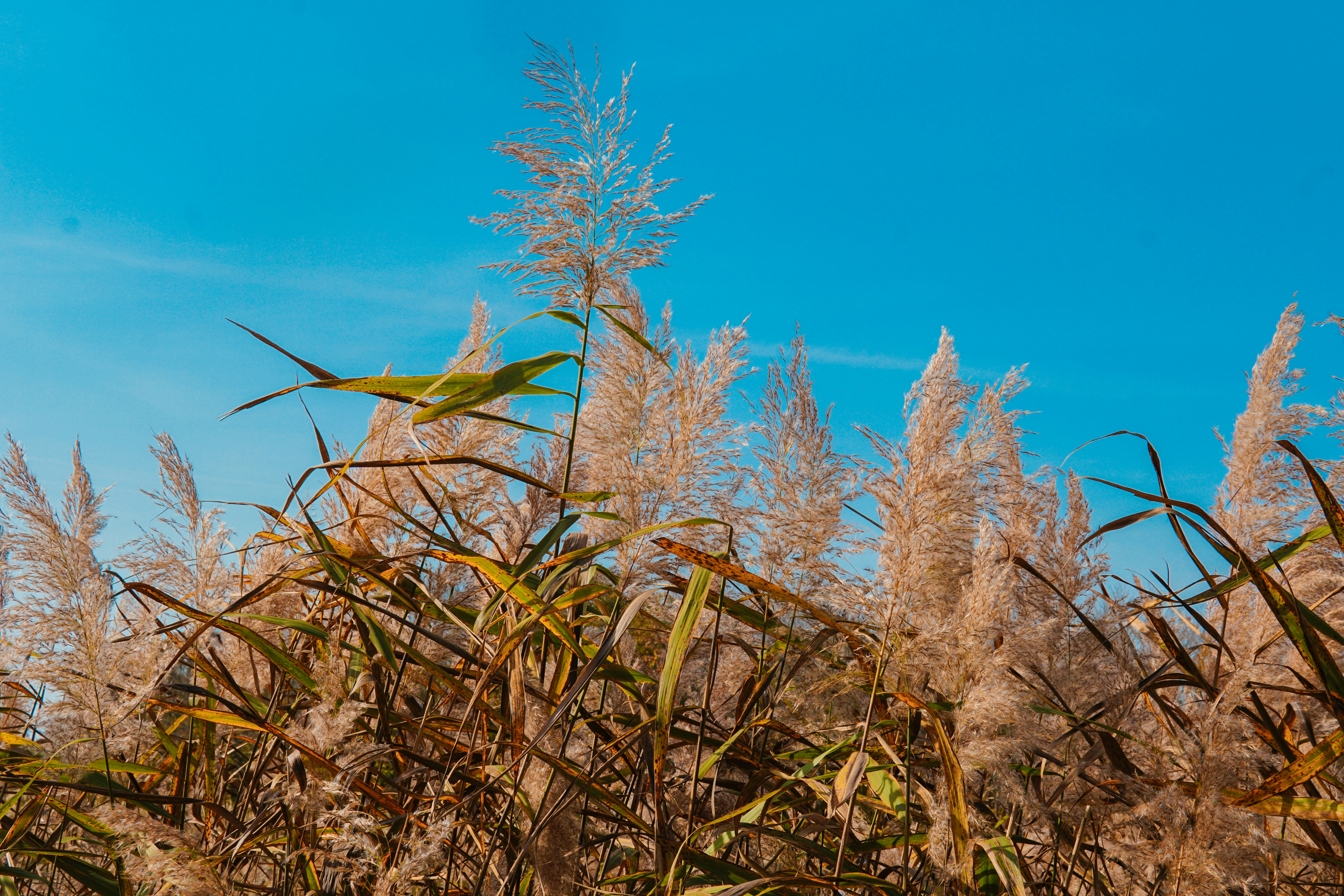 Azure Sky, Golden Plumes: A Prairie Banner in Sunlit Quiet