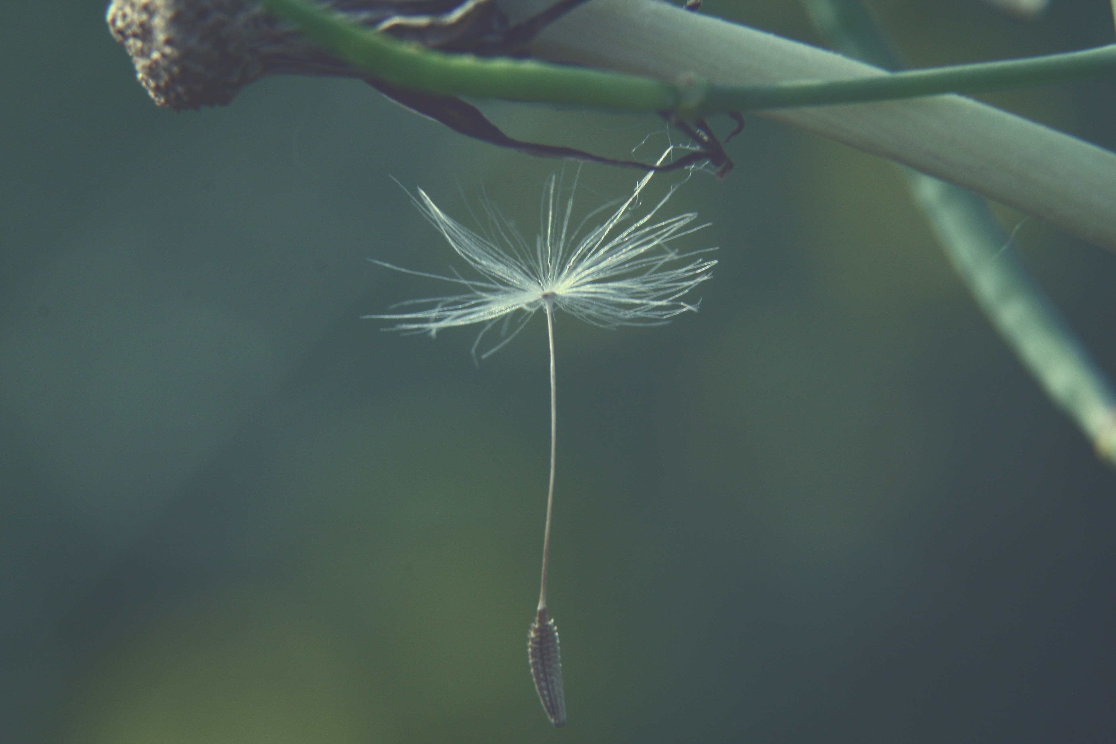 One Seed in Silence: a Dandelion Fluff Adrift Against Velvet Blur