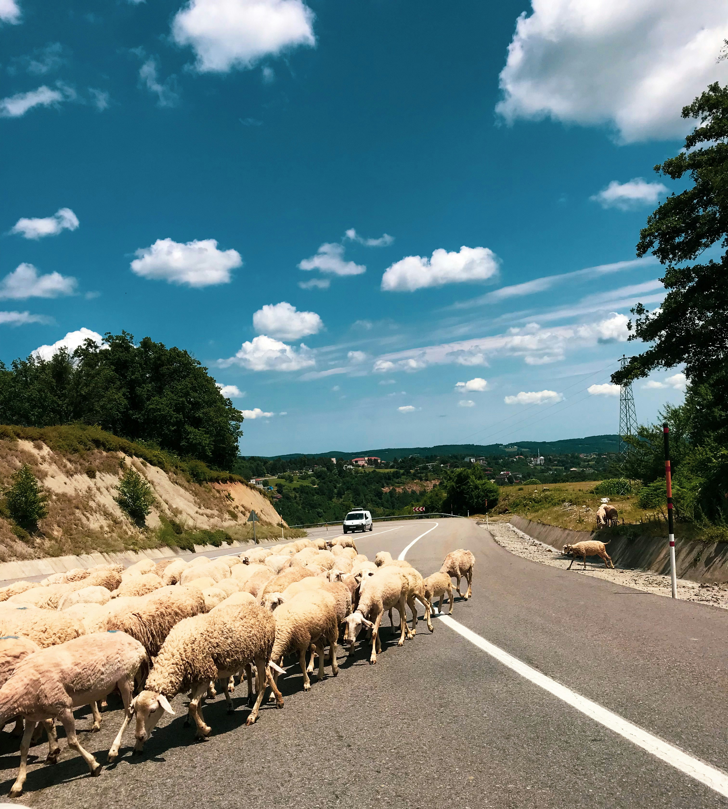 A herd of sheep walking across a road photo – Free Human Image on Unsplash