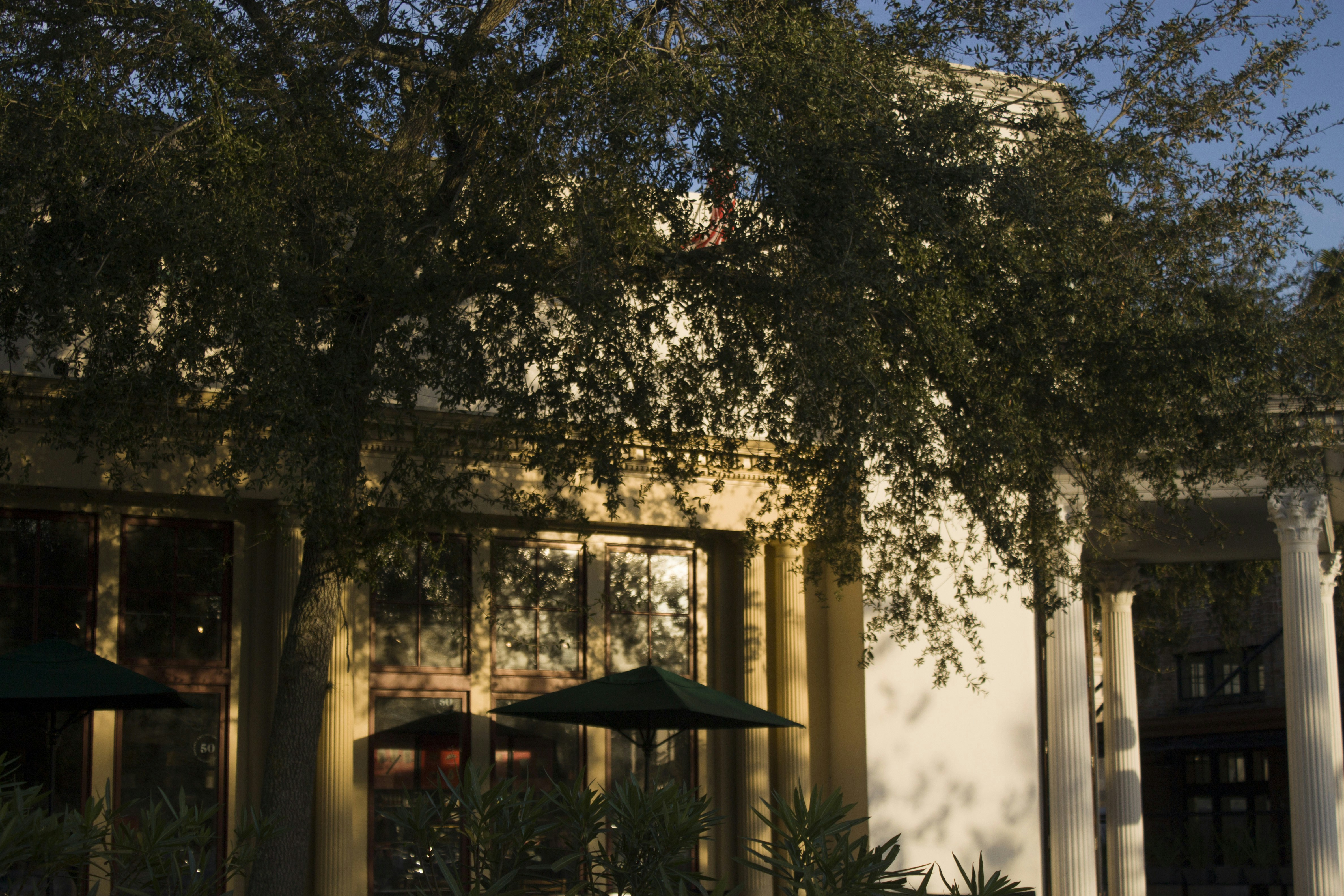 A charming café with green umbrellas set against a backdrop of sunlight filtering through lush trees, creating a peaceful atmosphere.
