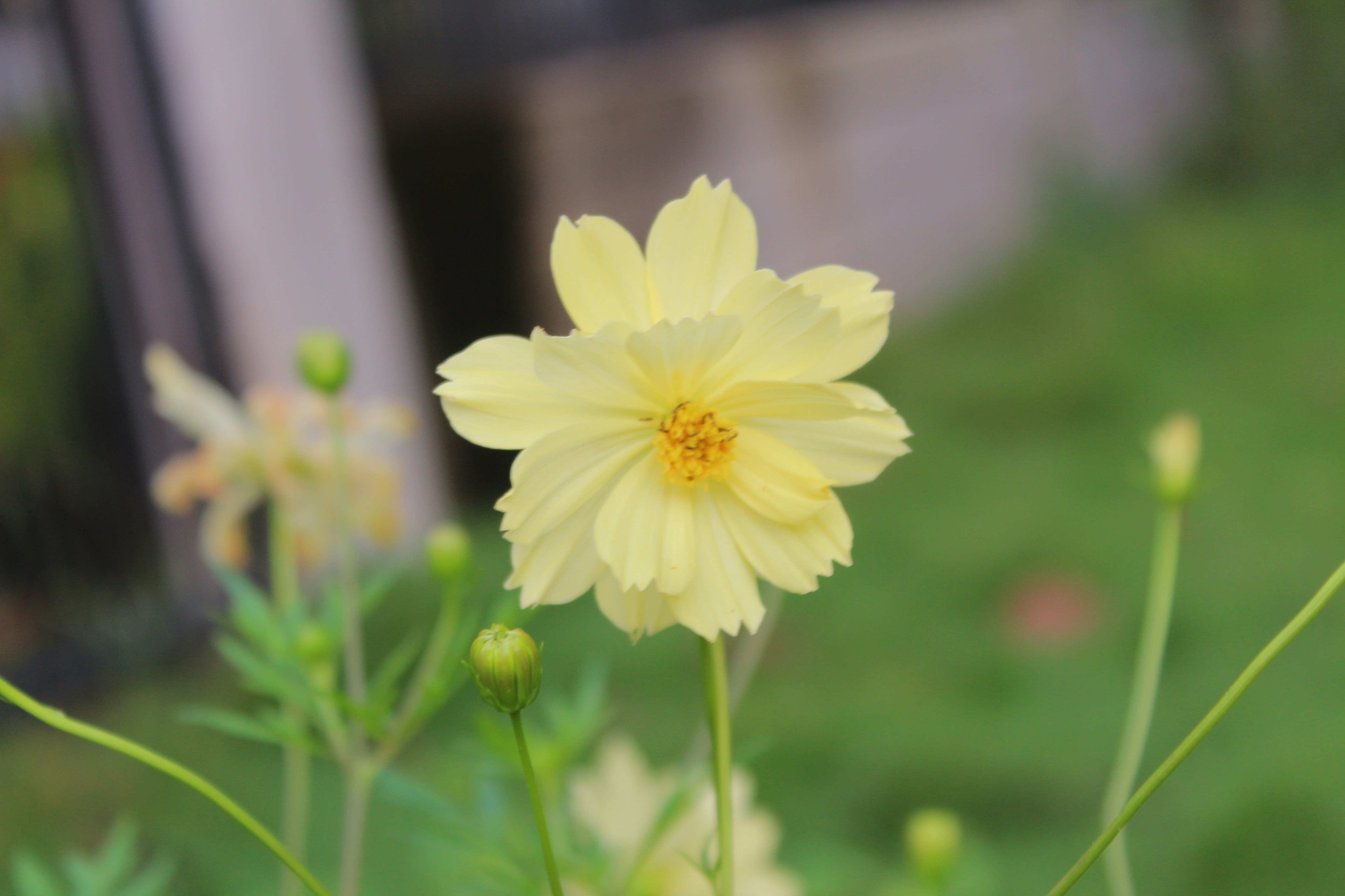 a close up of a yellow flower in a field