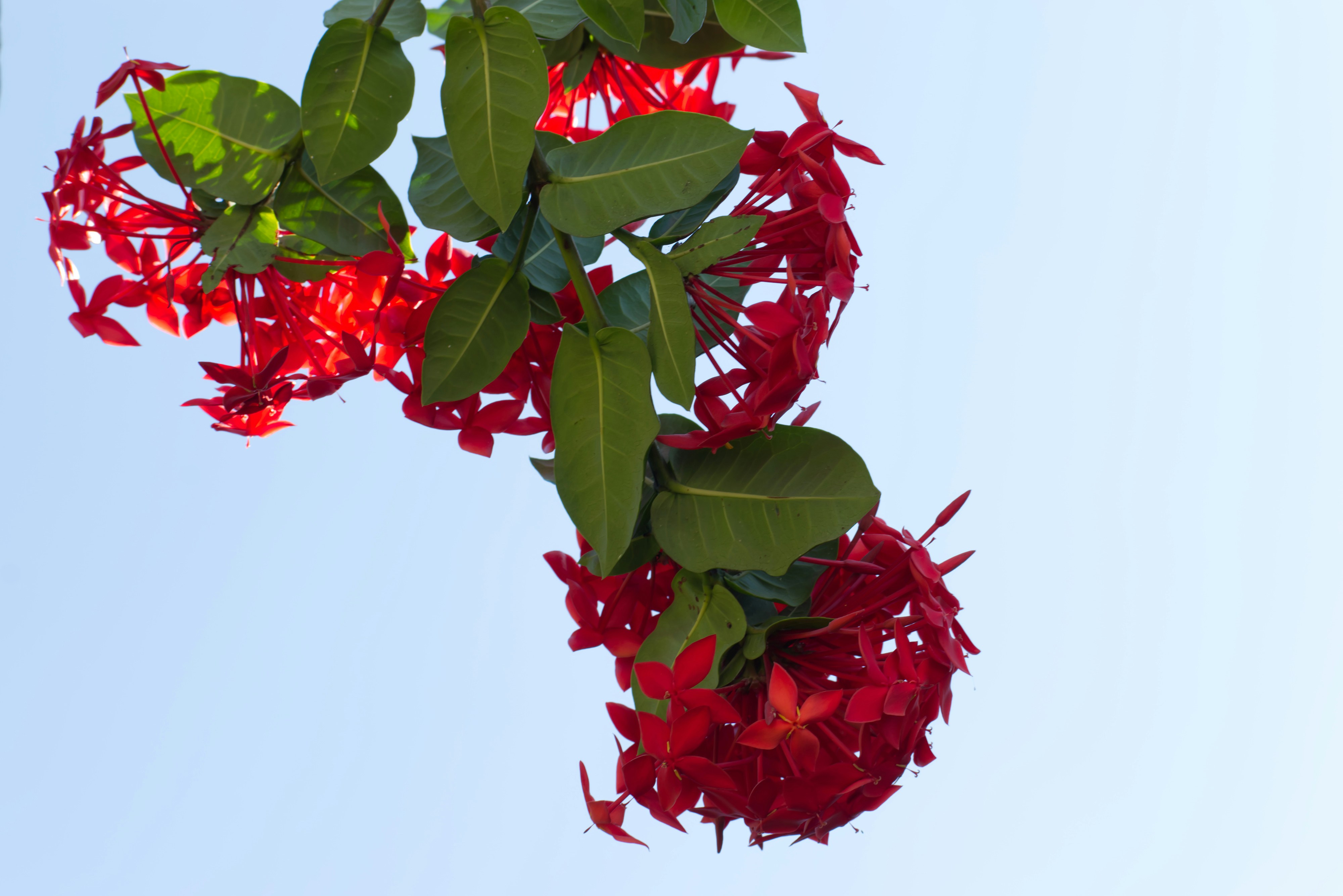 Crimson Bougainvillea Cascade Against a Clear Sky
