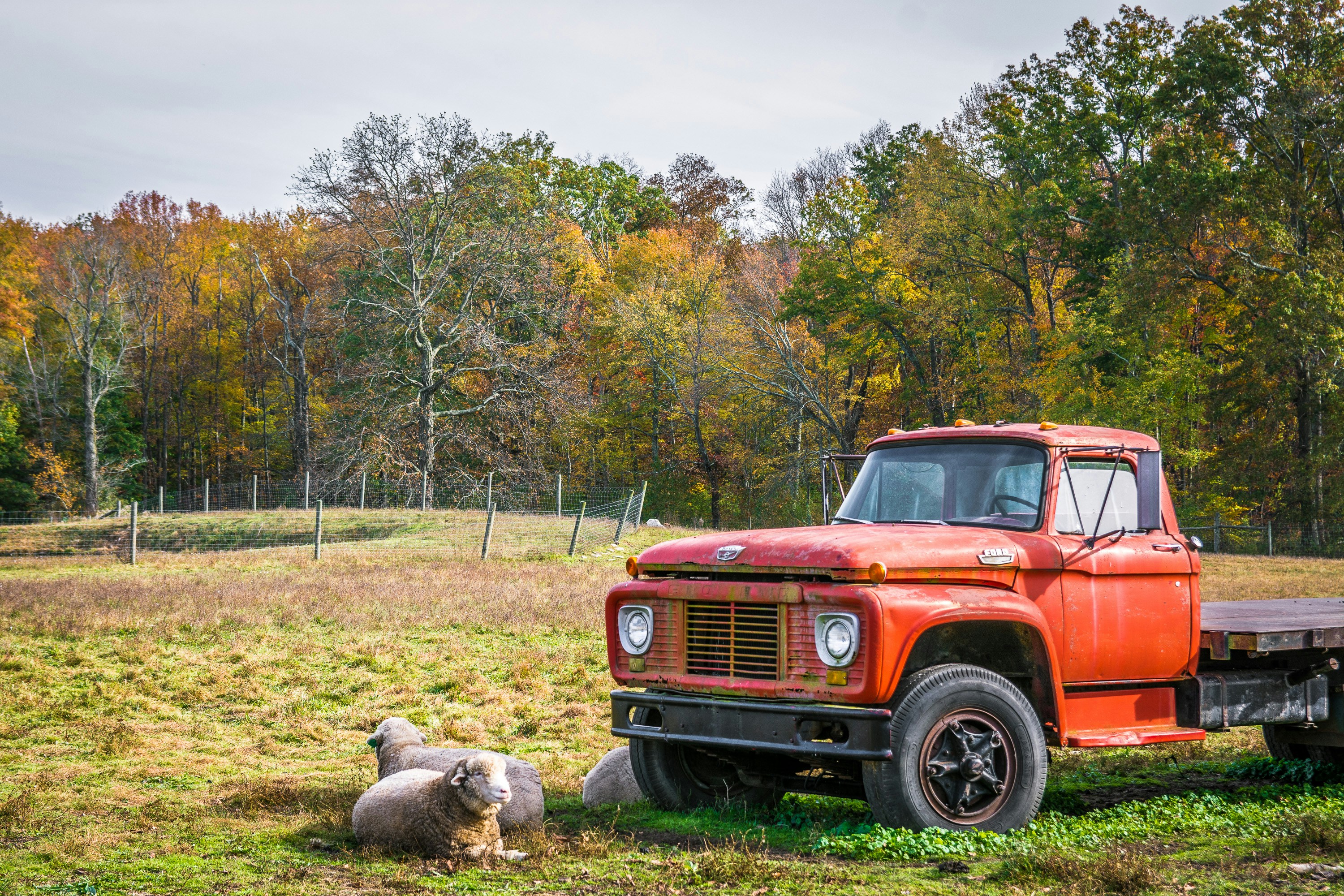 a red truck parked in a field next to a sheep