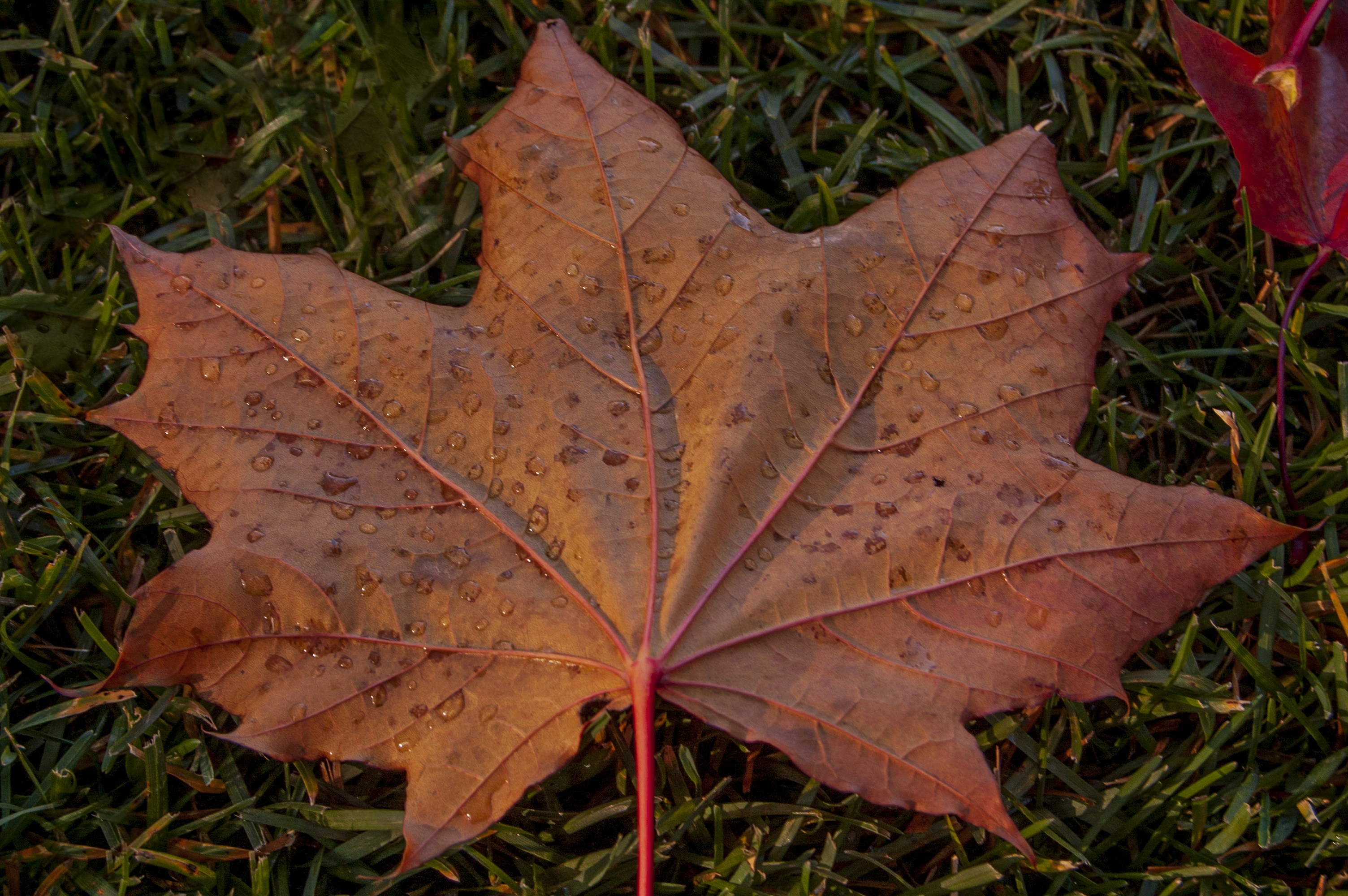 Dew-Kissed Autumn Maple on Green Grass