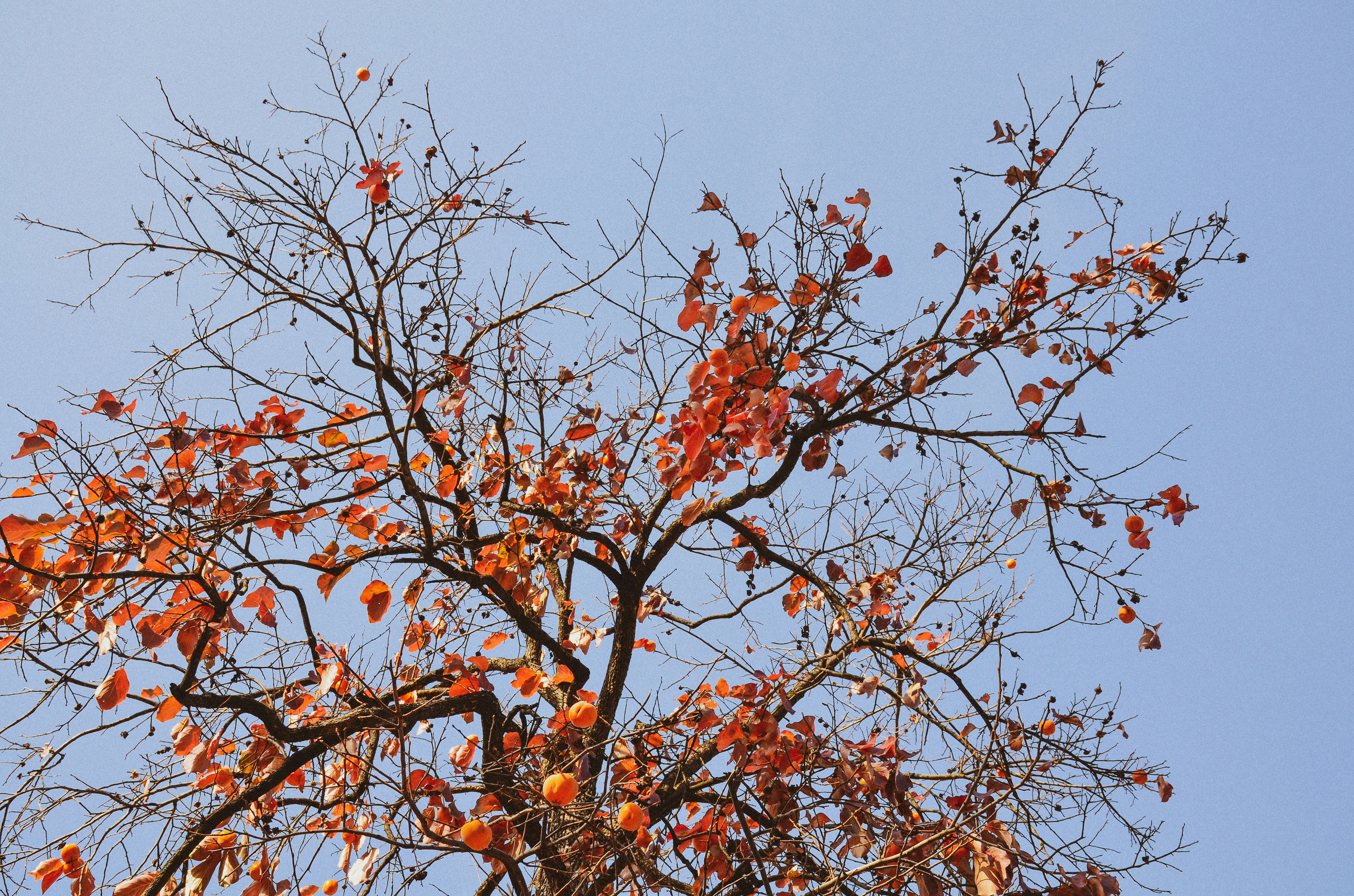 Leafless branches adorned with vibrant orange leaves against a clear blue sky. The image captures the transition of seasons.