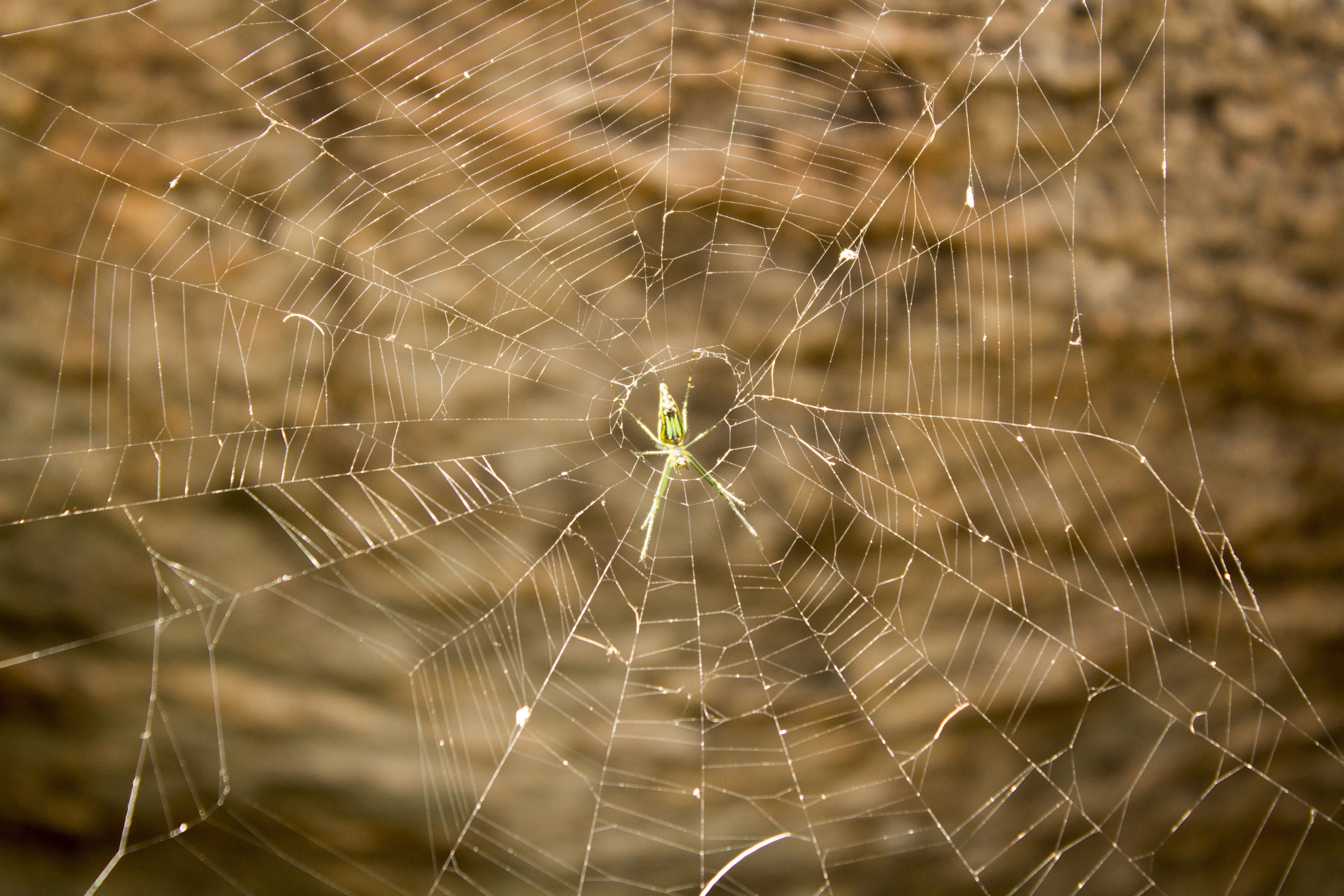 Intricate spider web glistening with dew against a blurred natural backdrop. The web showcases the delicate craftsmanship of its creator.