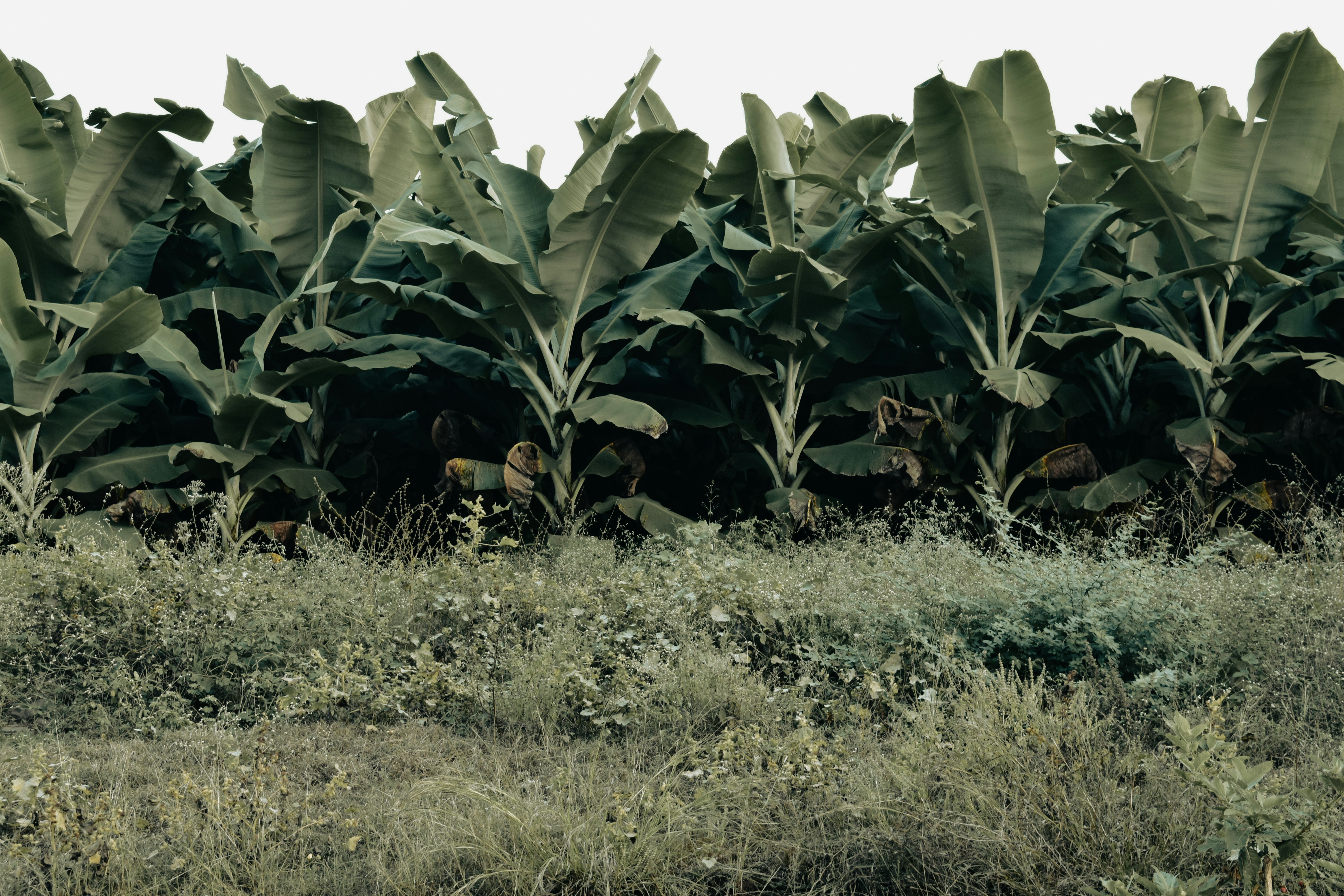 Banana Grove Edge — Quiet Field of Banana Leaves