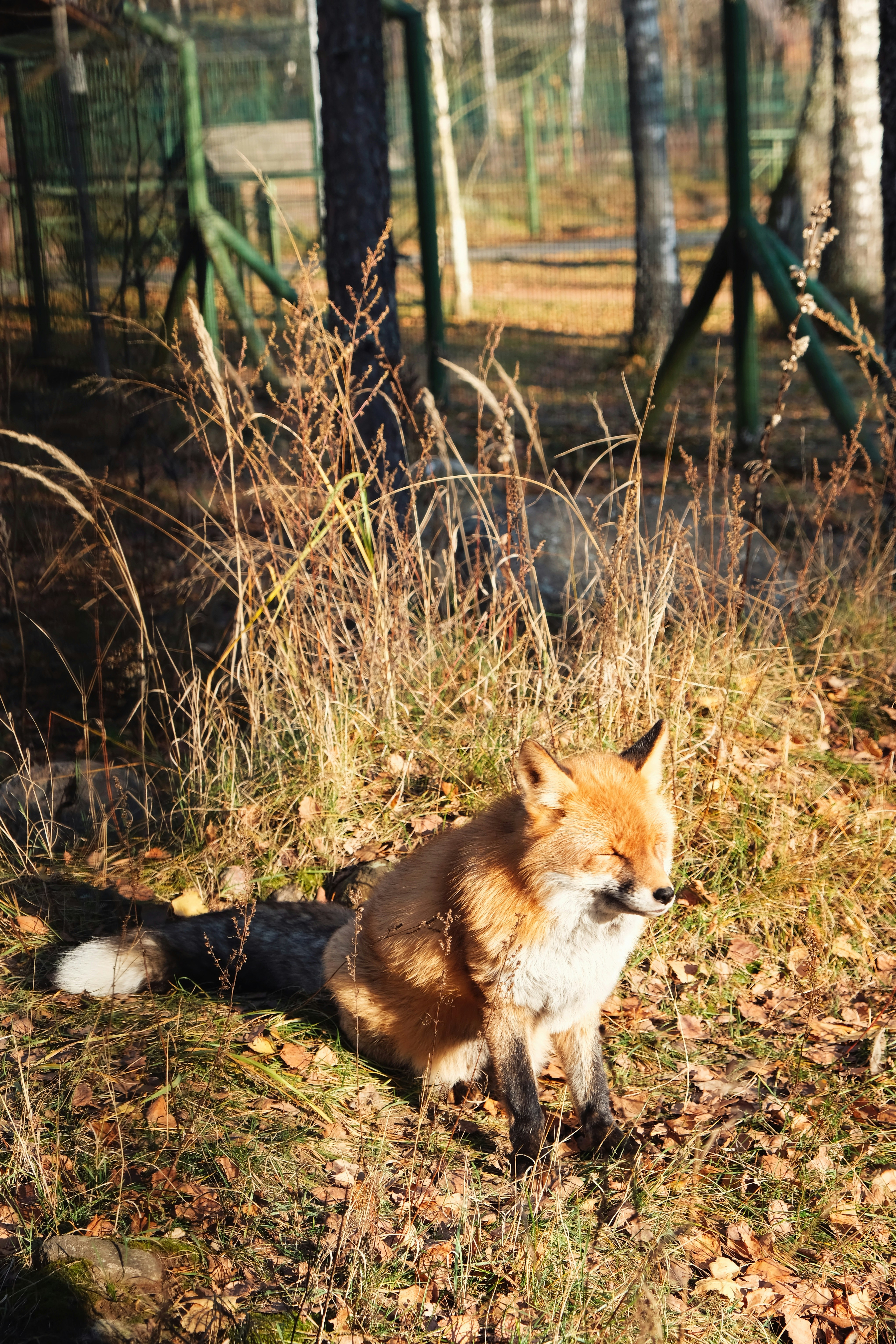A red fox resting in a sunlit clearing surrounded by dry grass and trees. The scene captures the serene beauty of wildlife in a natural habitat.