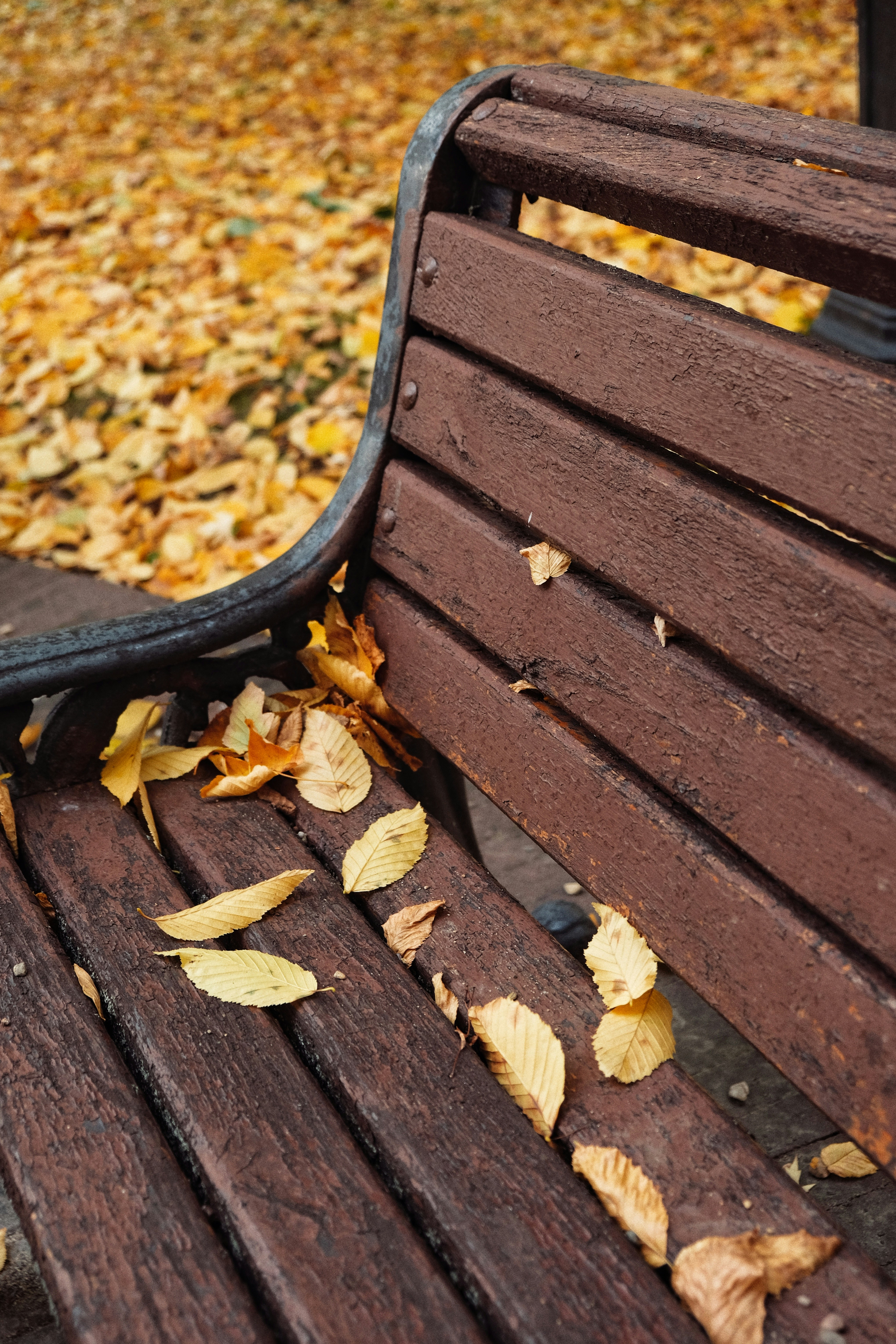 Wooden bench adorned with fallen leaves, set against a backdrop of golden autumn foliage.