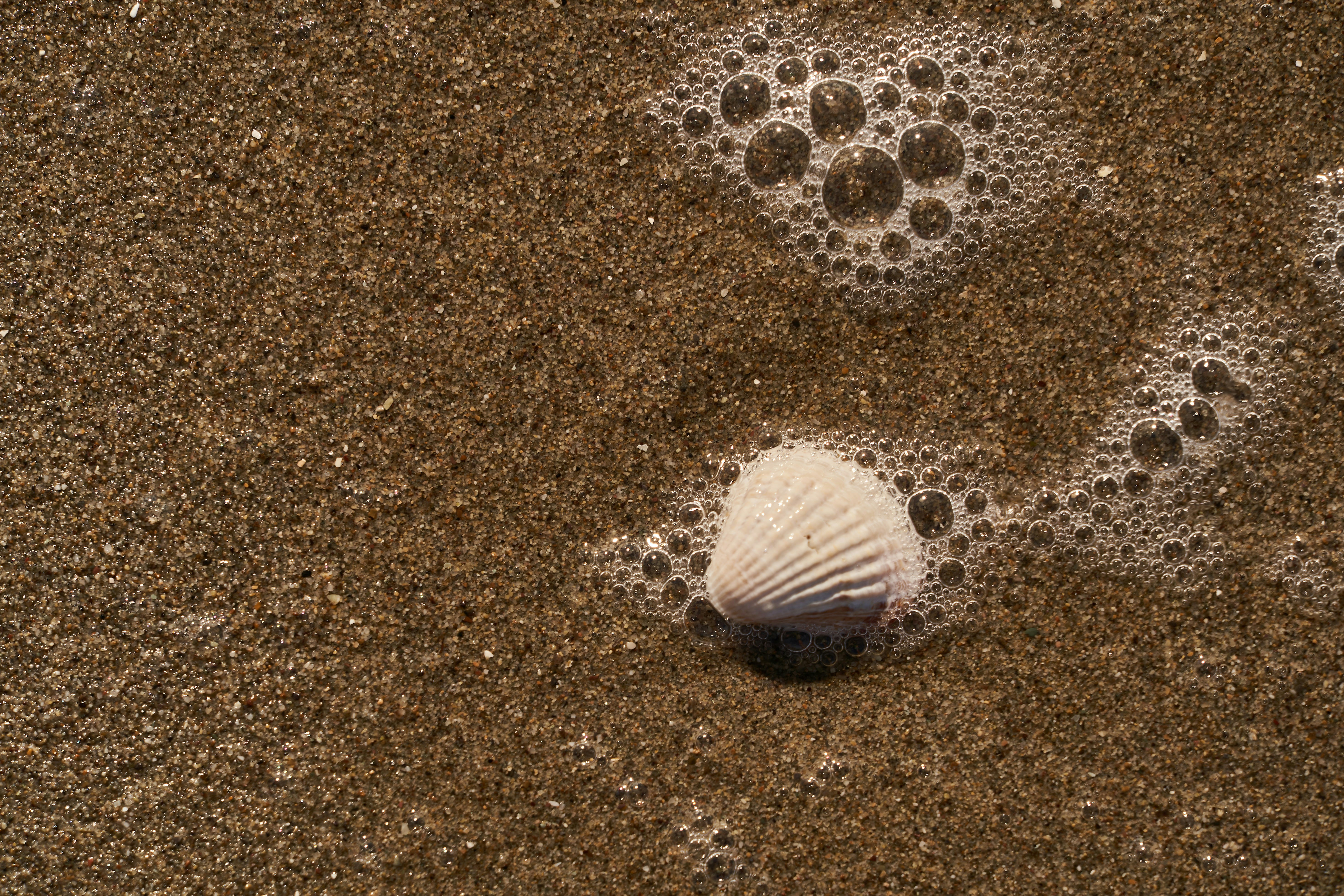 Foto Una concha y huellas de pata en la arena – Imagen Gris gratis en ...