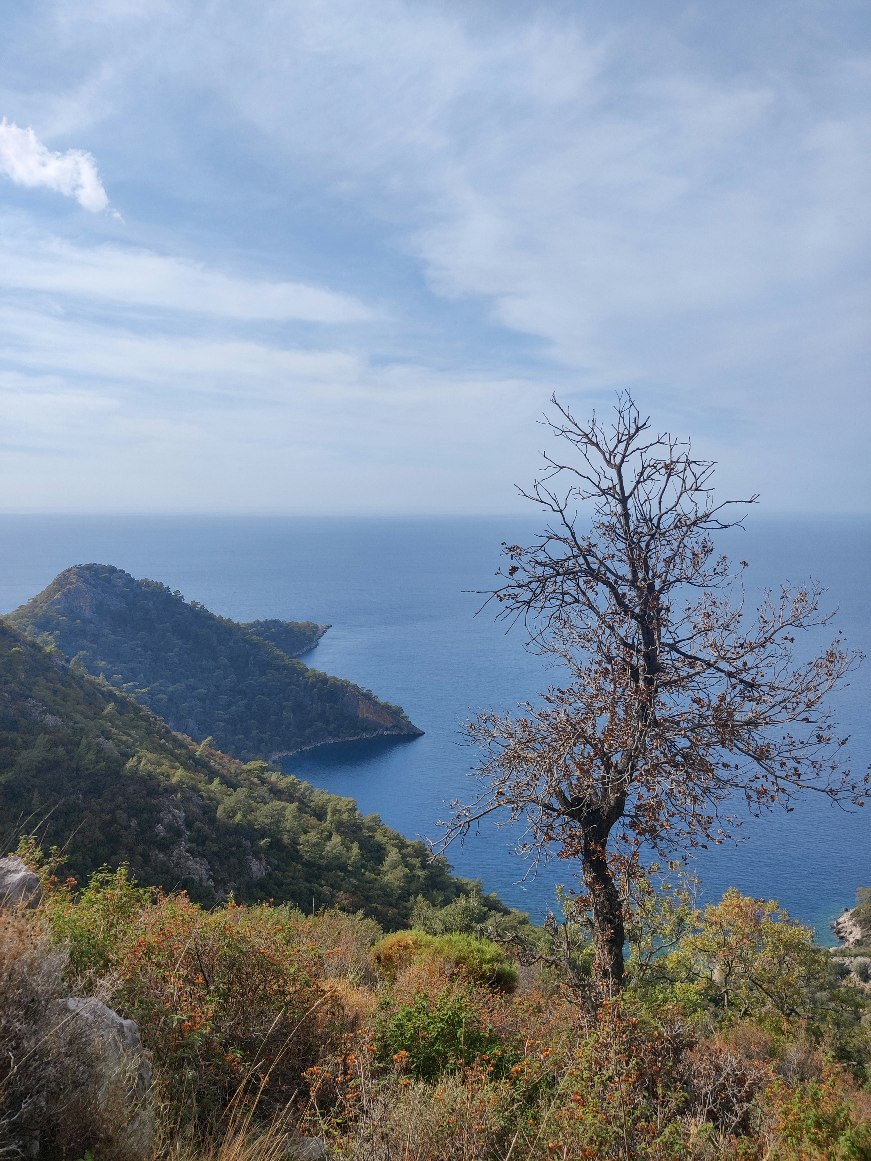 Coastal Crest: A Lone Tree Guards the Clifftop Over Blue Waters
