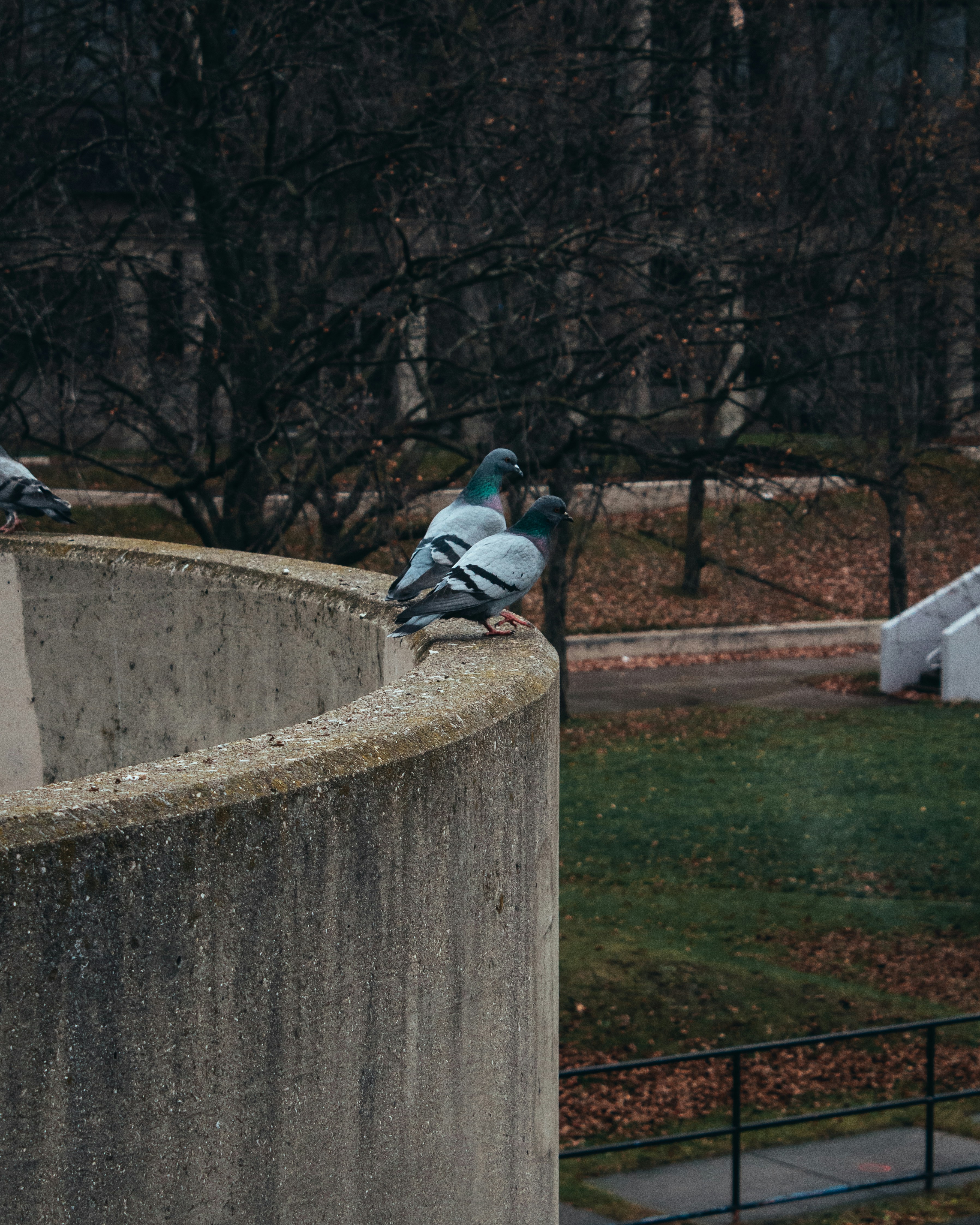 a flock of birds sitting on top of a cement wall
