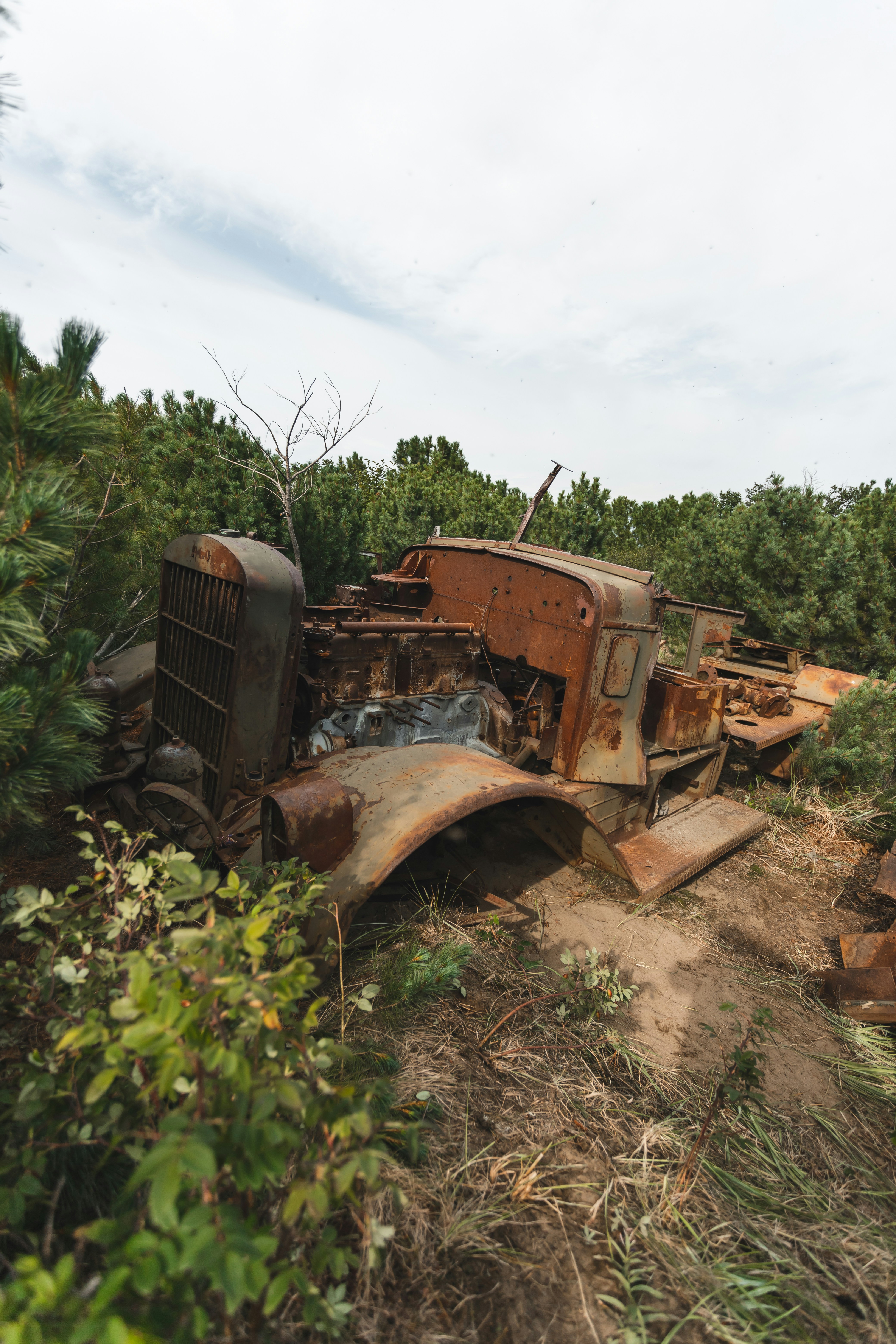 Abandoned vintage truck partially concealed by overgrown vegetation, showcasing rust and decay amidst nature's reclamation.