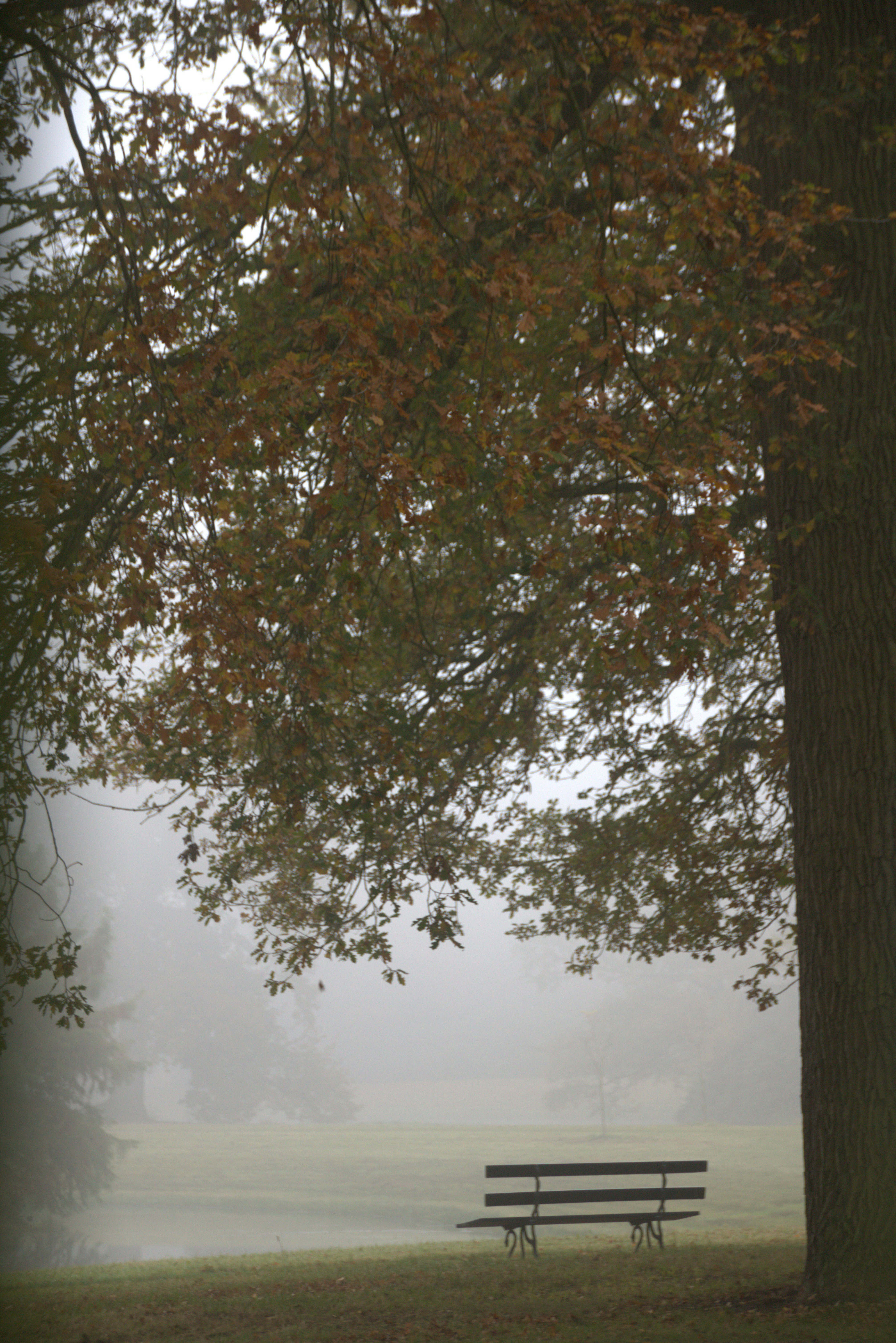 Lonely bench in the mist