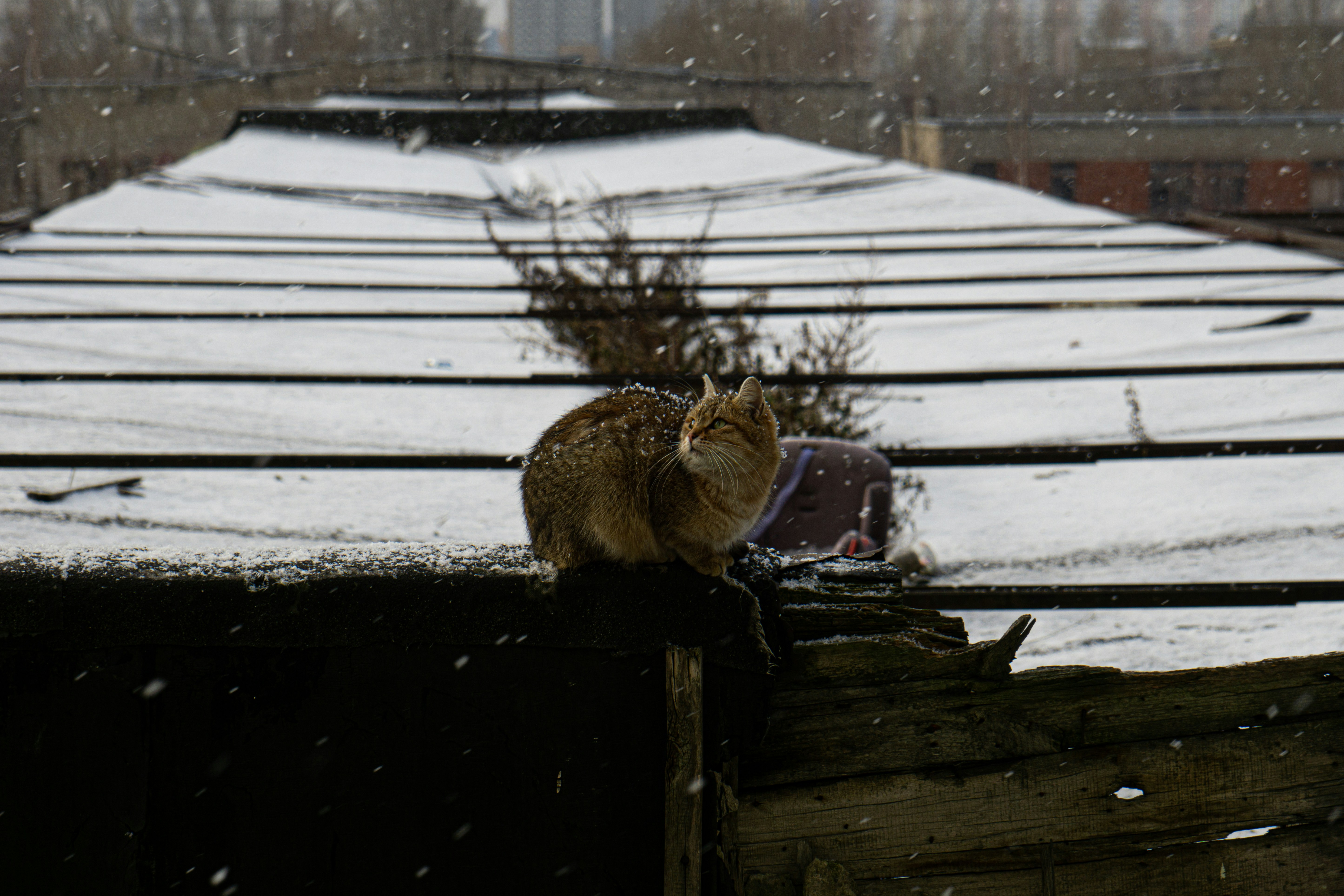 Winter Pause on Snow-Dusted Planks: A Squirrel's Quiet Lookout