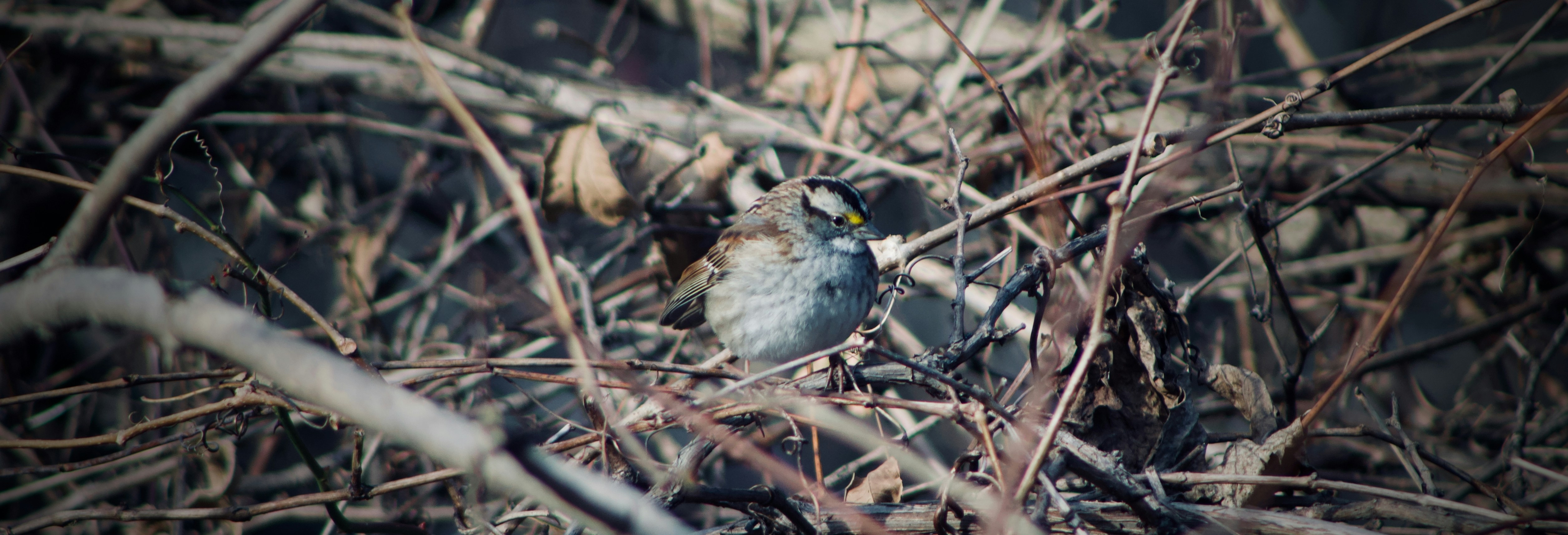 a small bird sitting on top of a tree branch