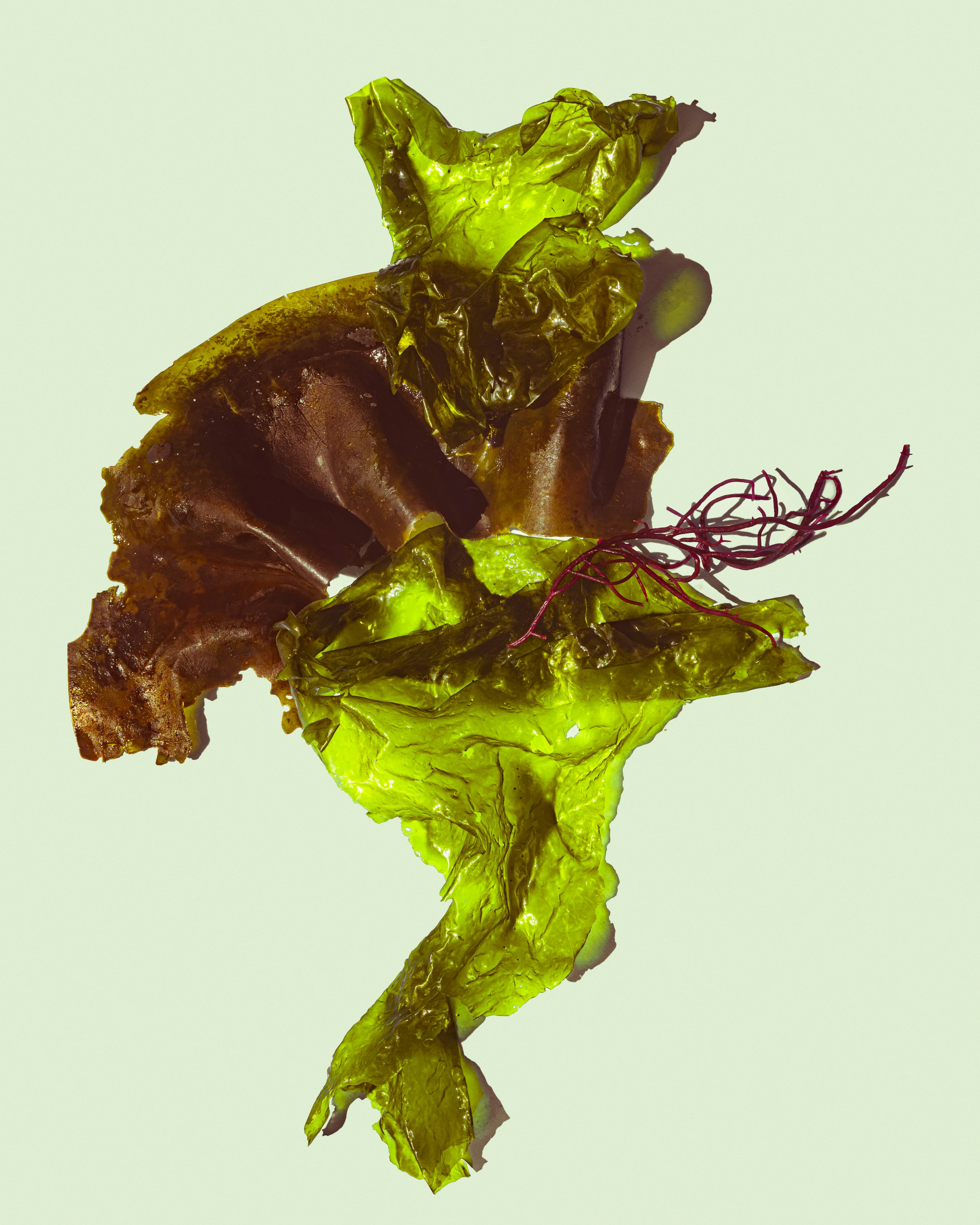 Kelp Pictures | Download Free Images on Unsplash