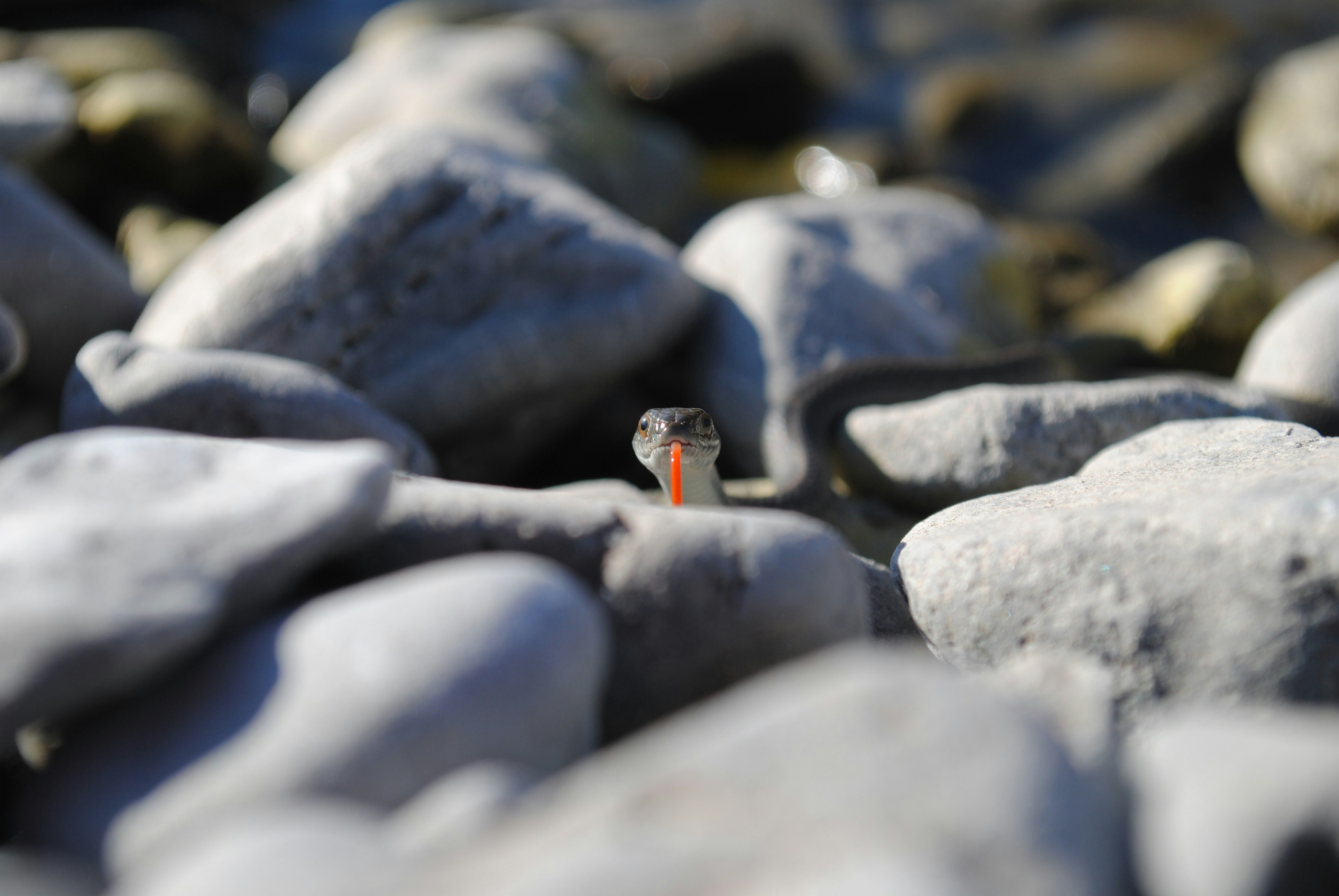 A snake peeks through a cluster of smooth stones, its tongue flicking out in search of scents. The natural setting highlights the subtle beauty of wildlife.