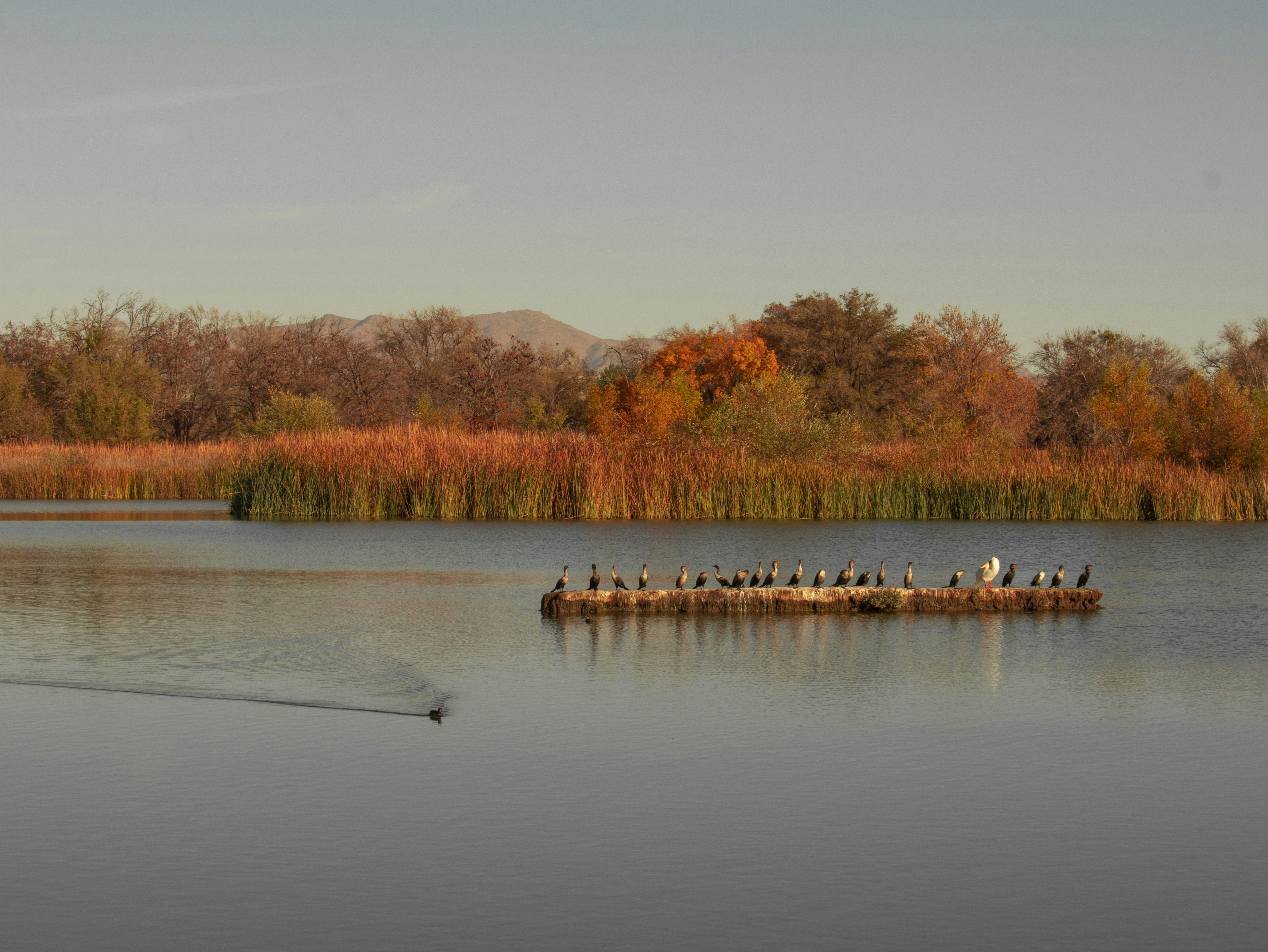 A raft of birds rests on a tranquil lake surrounded by autumn foliage under a clear sky.