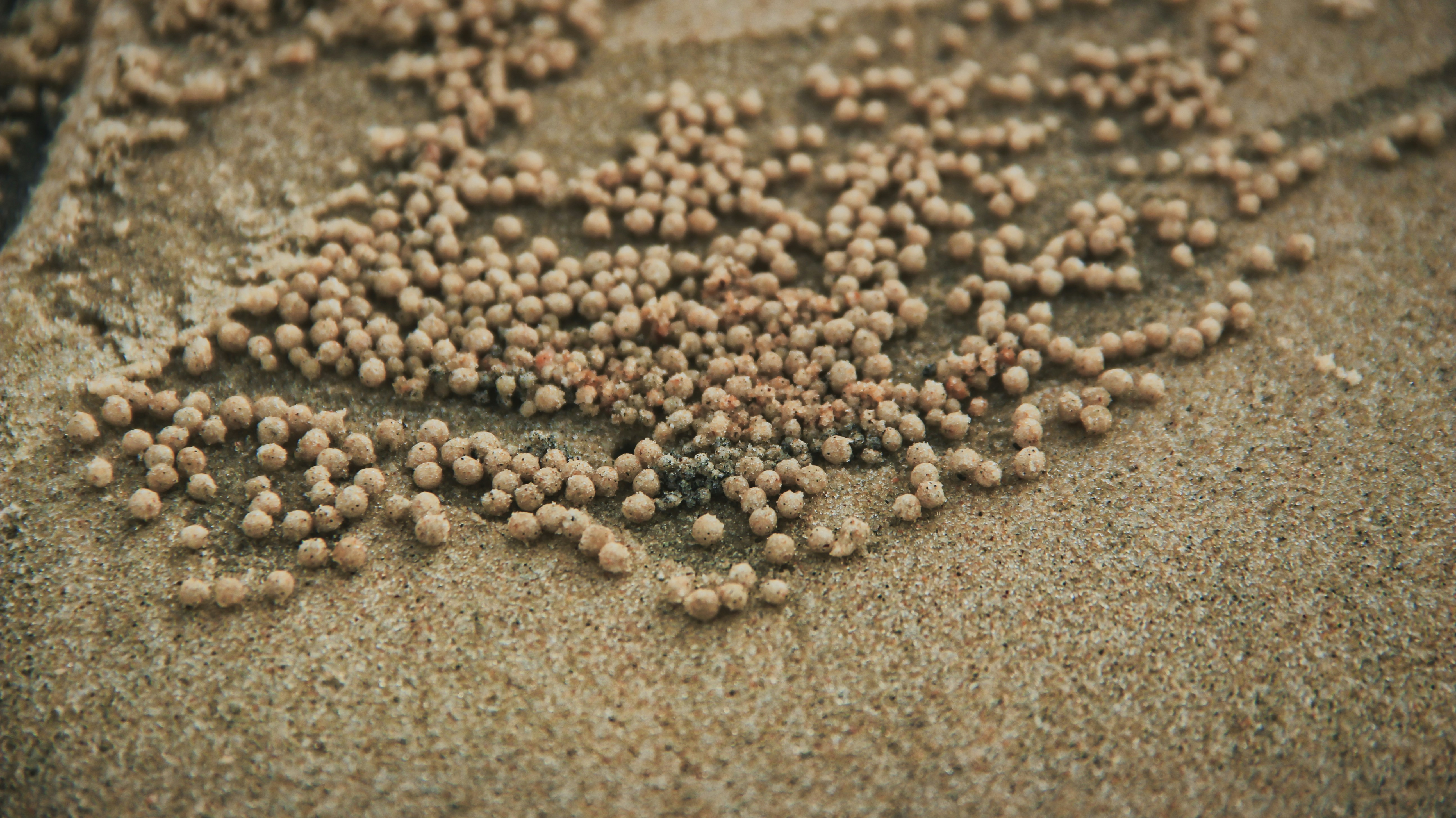 Eggs of Sand crabs creating random patterns are found on beaches across the world.