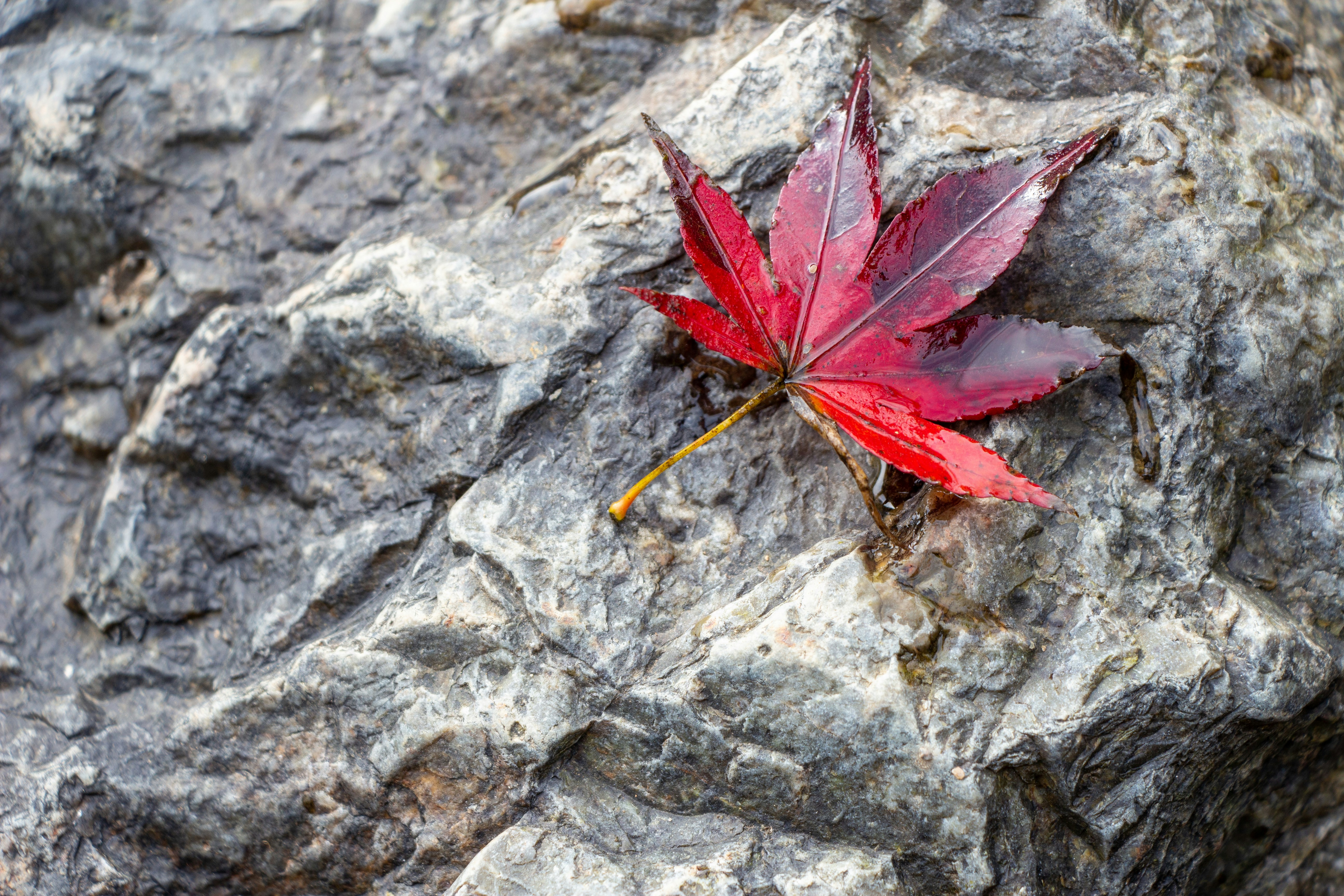 A red leaf is sitting on a rock photo – Free Japan Image on Unsplash