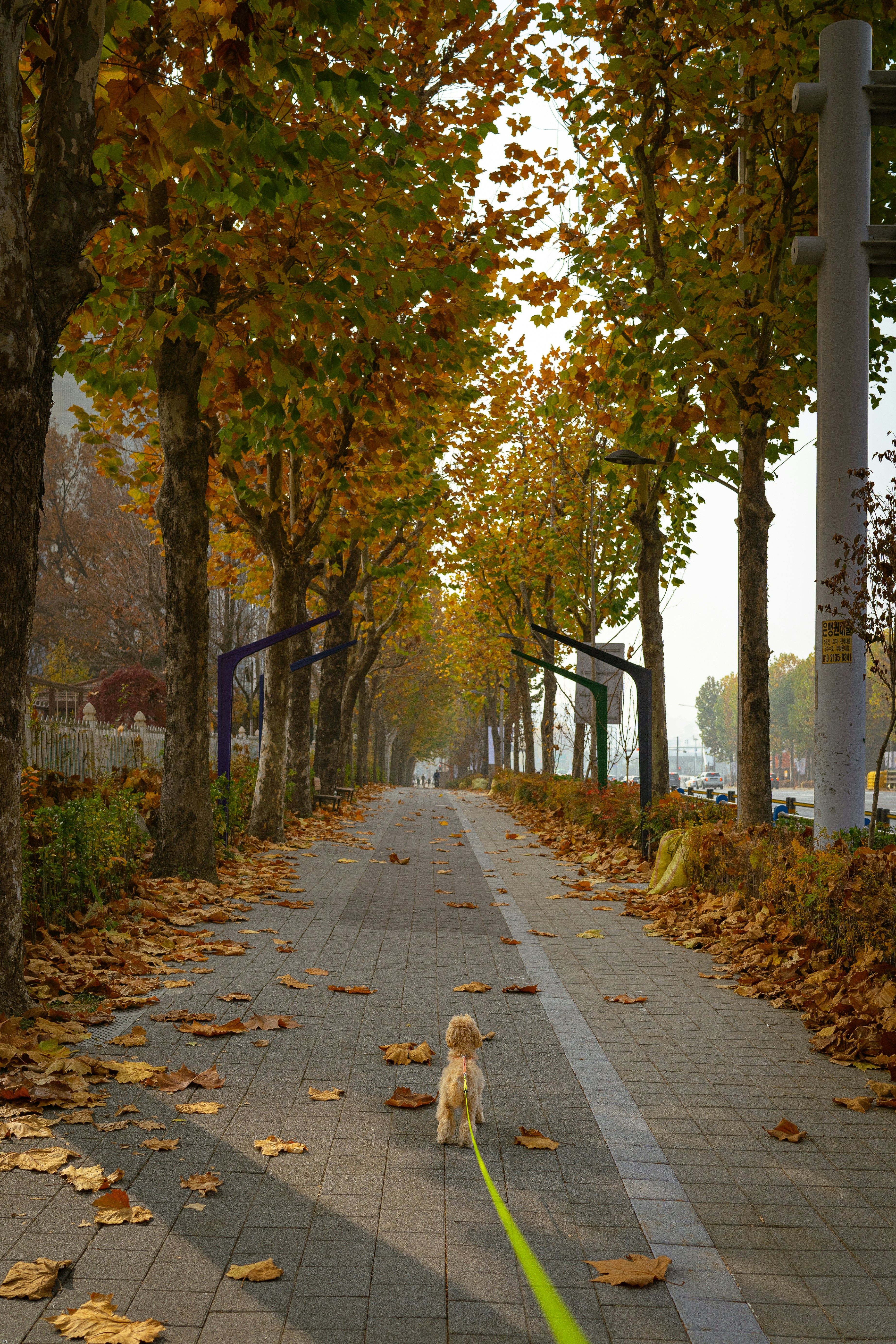Autumn Corridor: A Tiny Dog Leads the Leaves Down a Vanishing Avenue