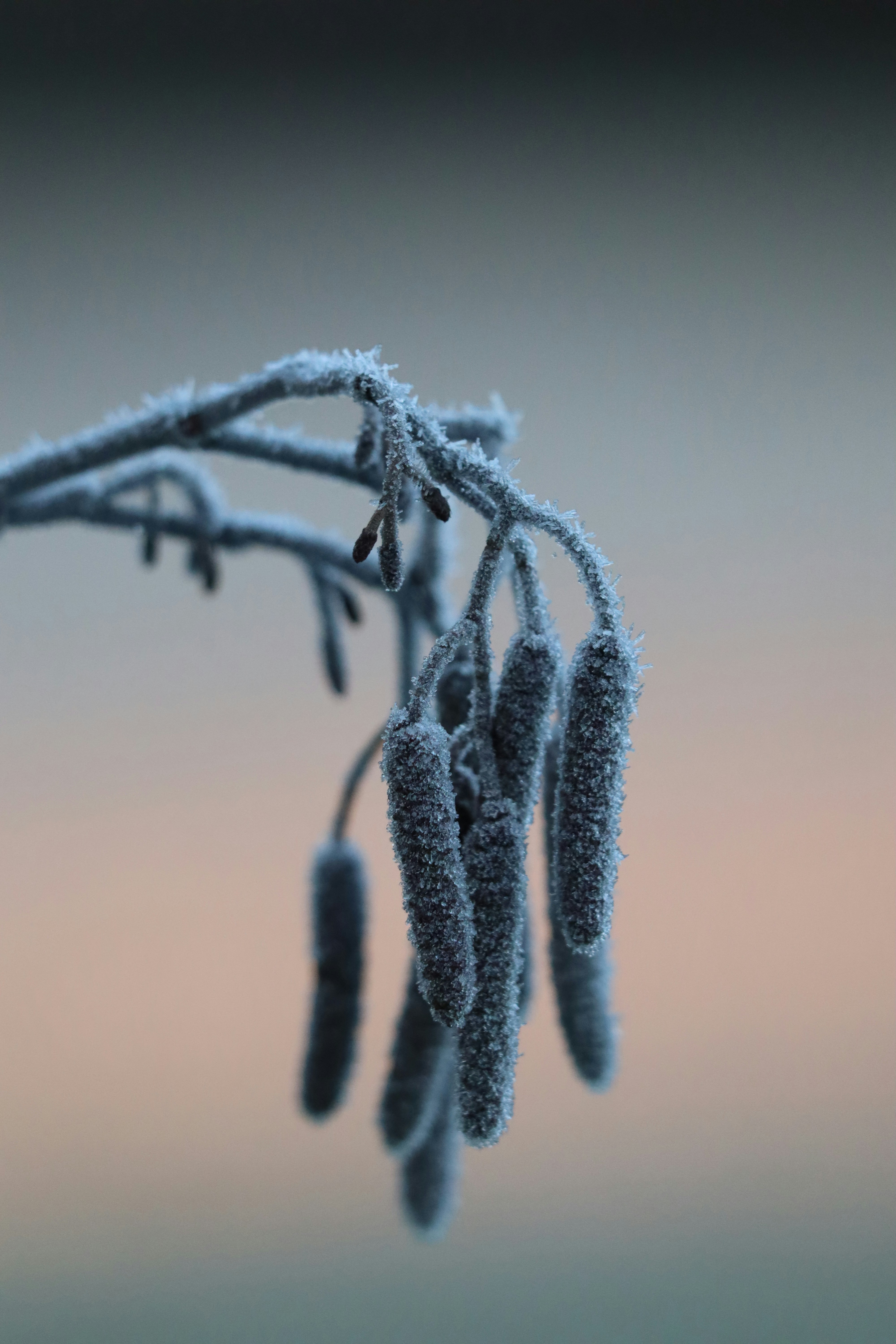 Frost-Blanketed Catkins Catching the Last Blue Hour