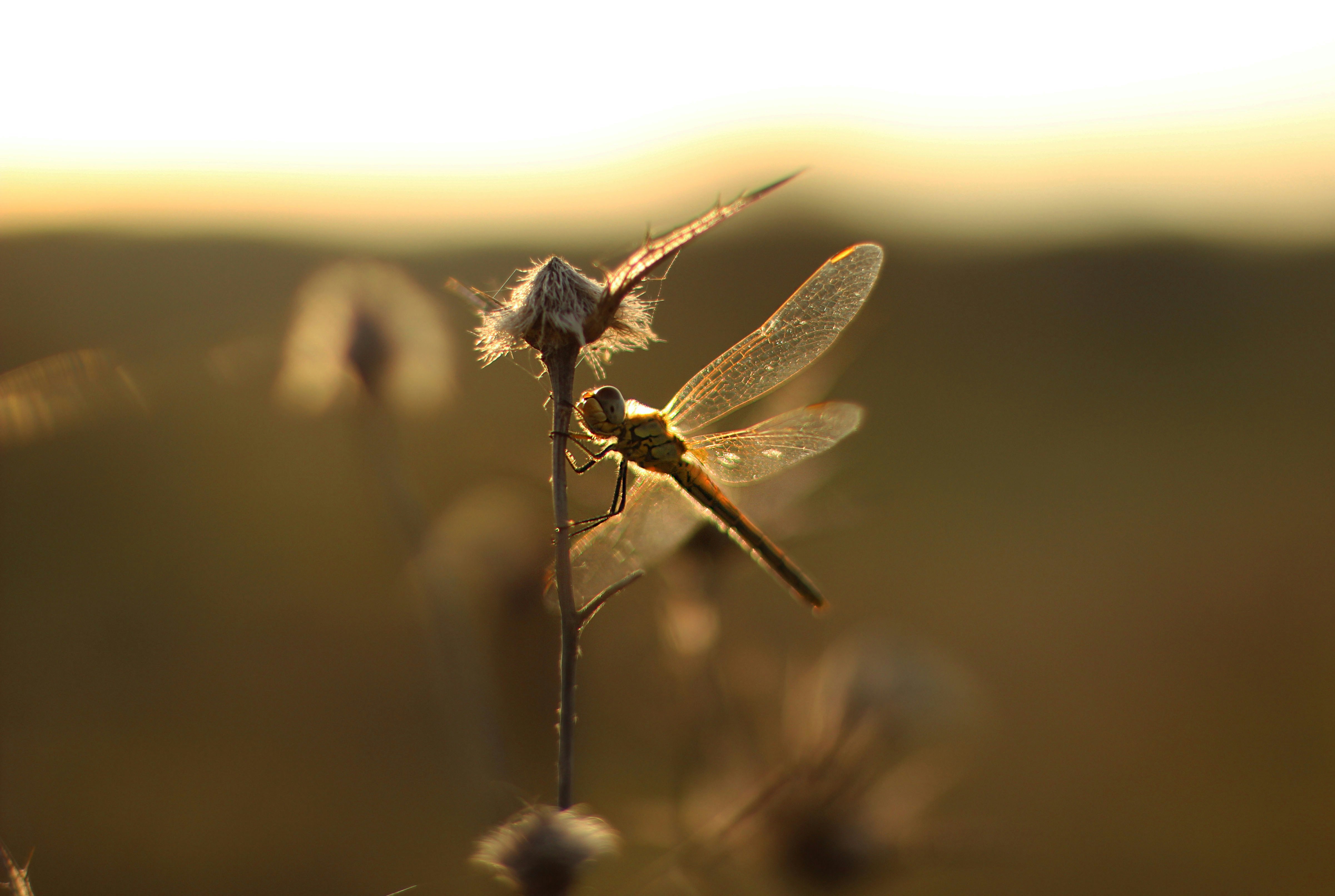 Dragonfly perched delicately on a thistle, illuminated by soft sunlight, creating a serene atmosphere.