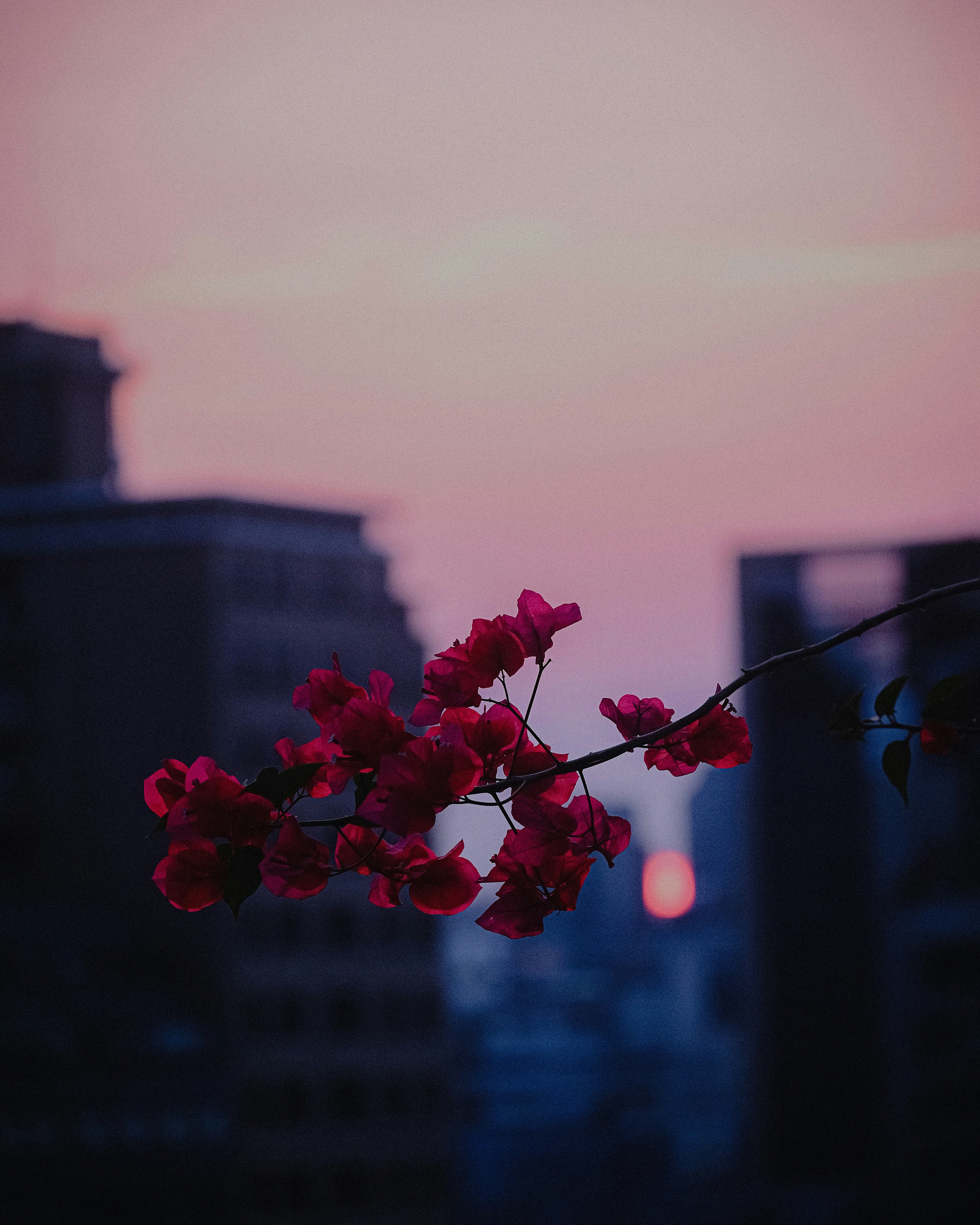 Bougainvillea flowers silhouetted against a soft purple sunset, framed by urban architecture. The scene captures the contrast between nature and city life.