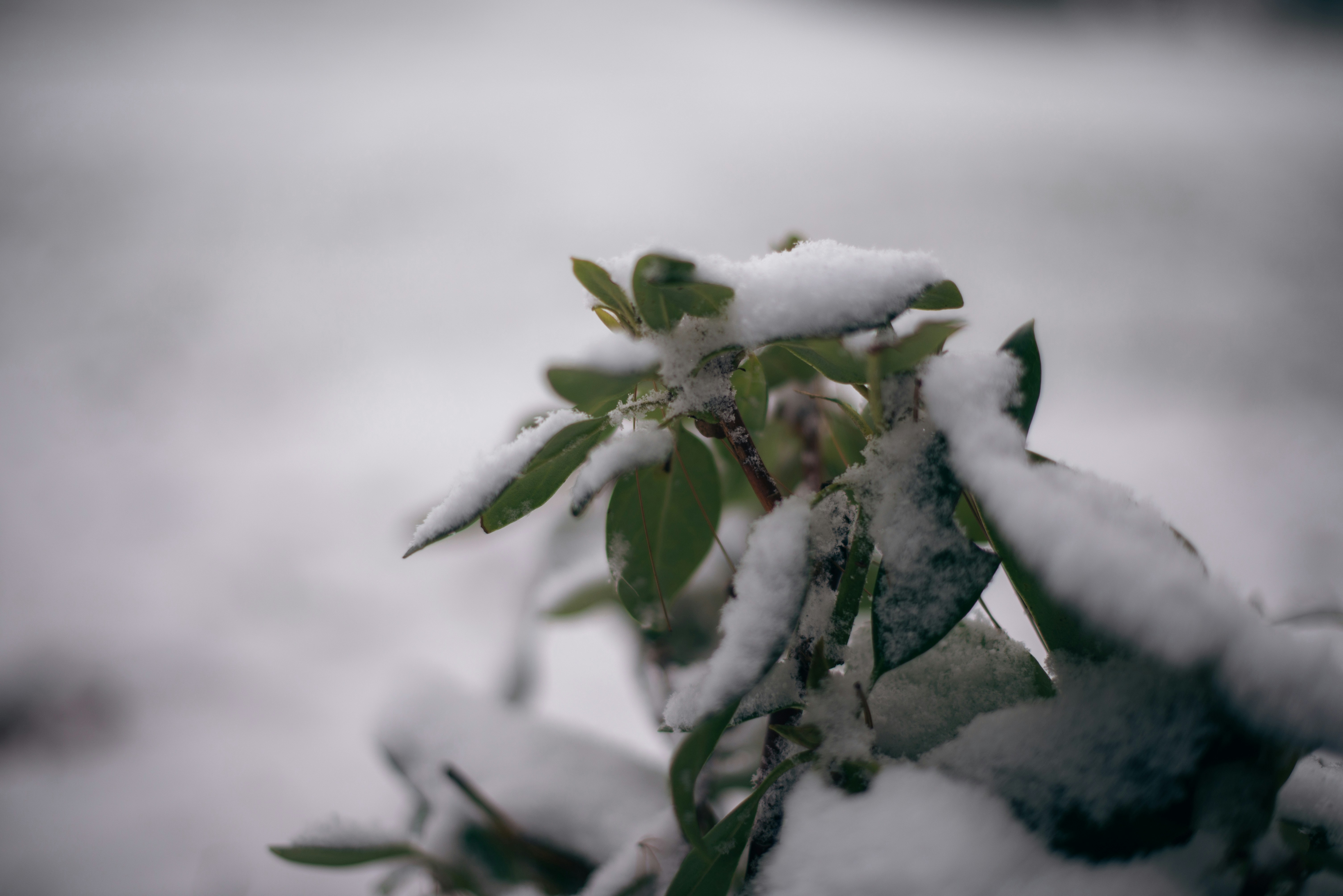 Snow-kissed leaves in quiet bloom