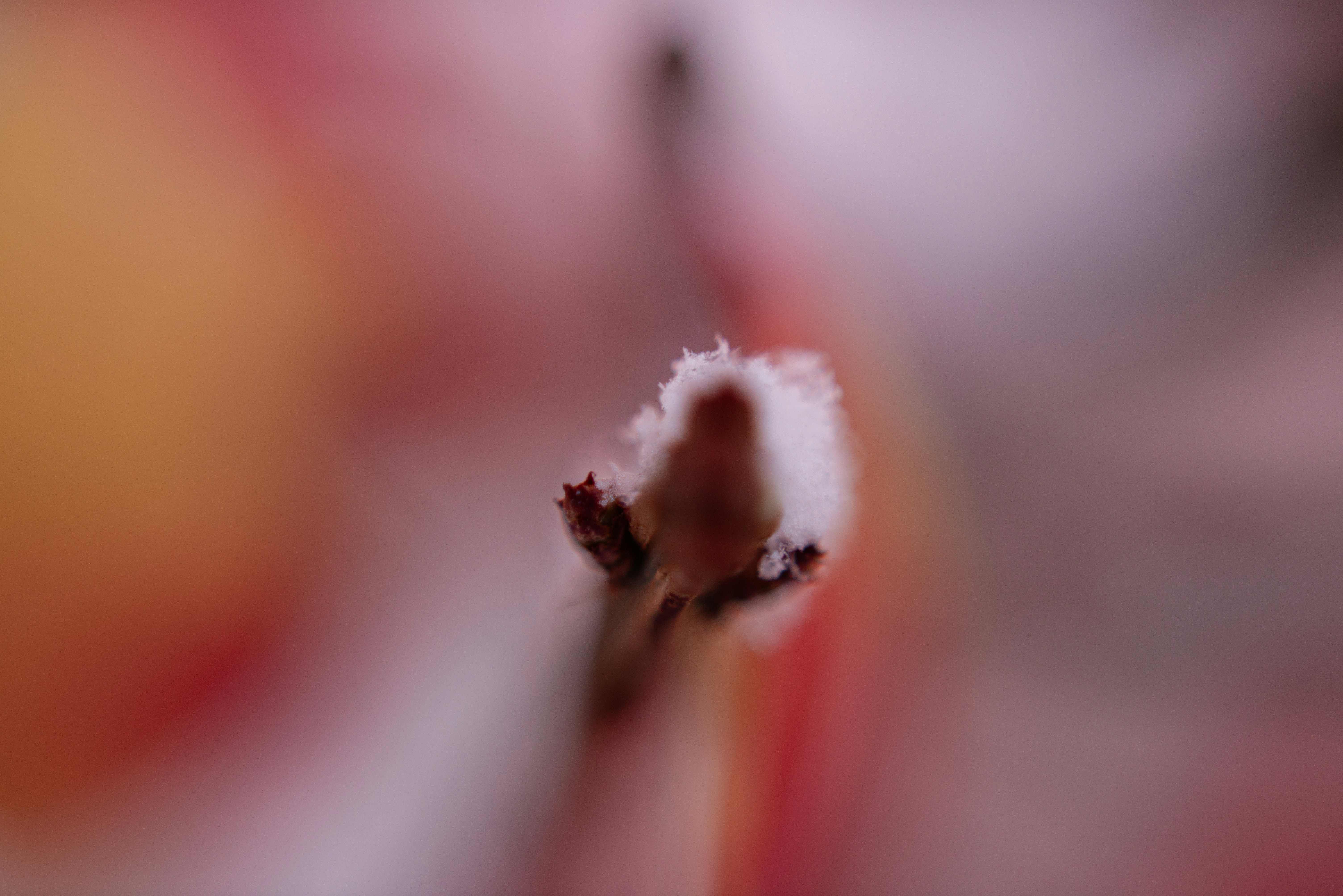 a close up of a flower with a blurry background