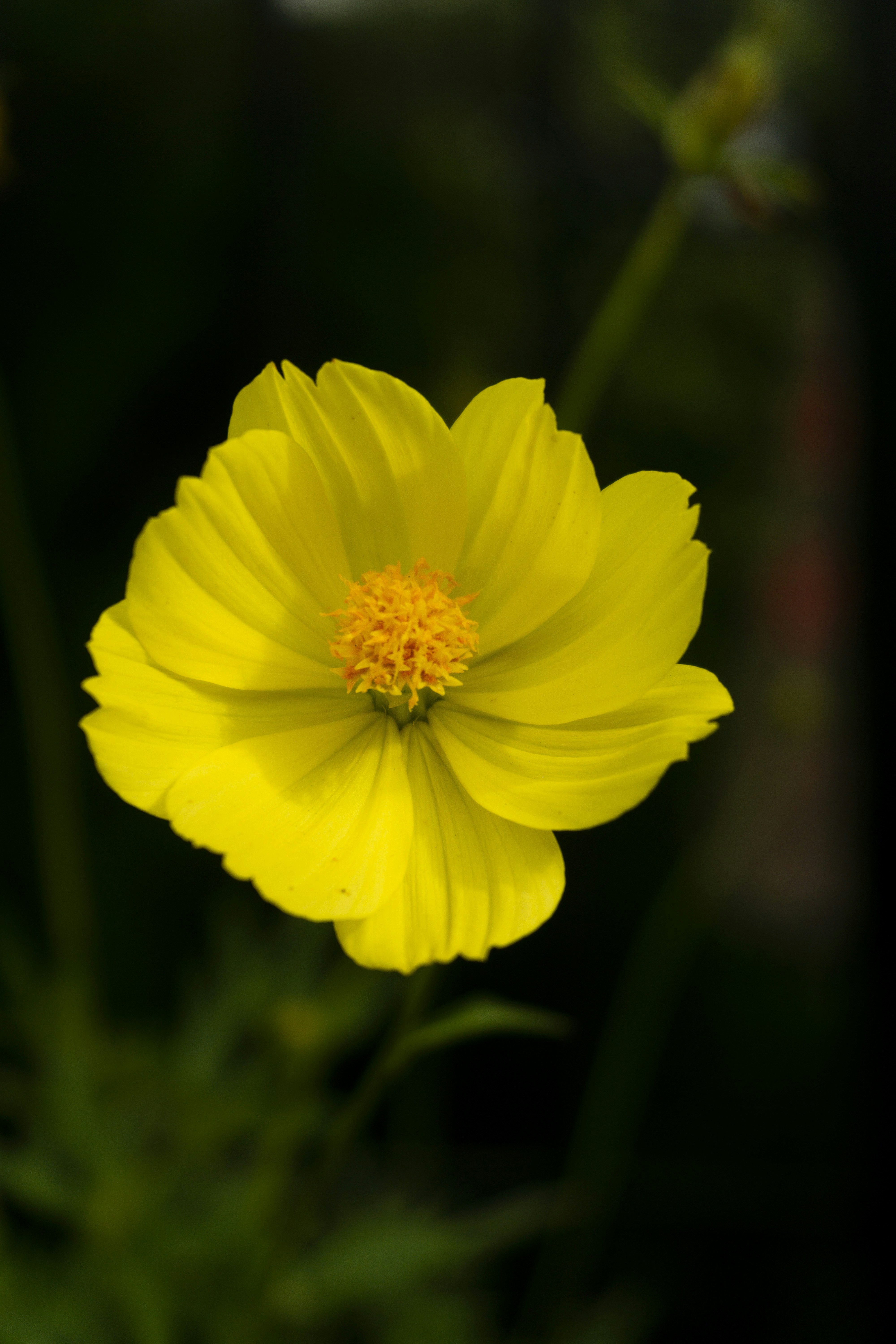 Golden Cosmos Bloom Against Velvet Night