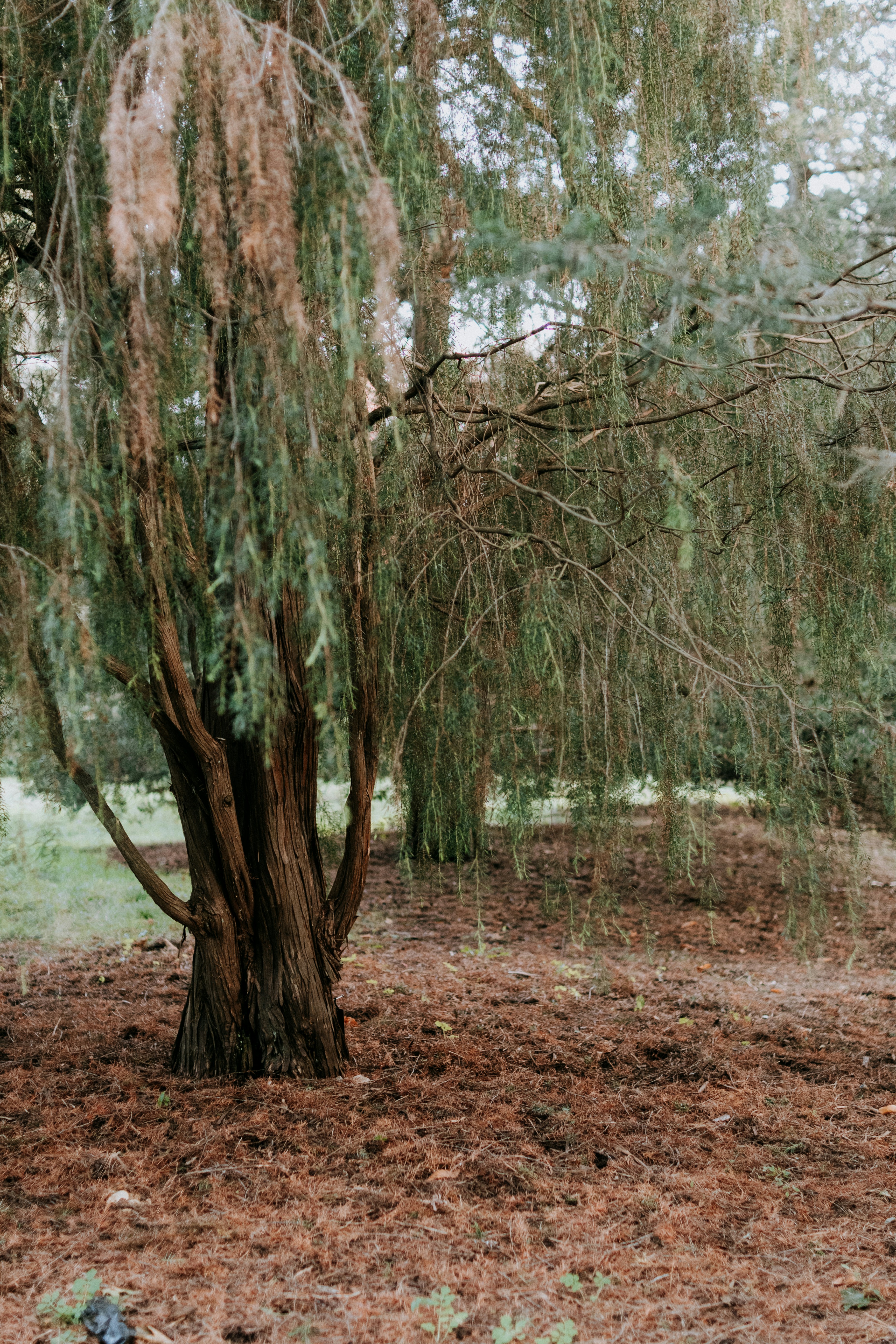Willow Veil Over a Pine-Needle Carpet