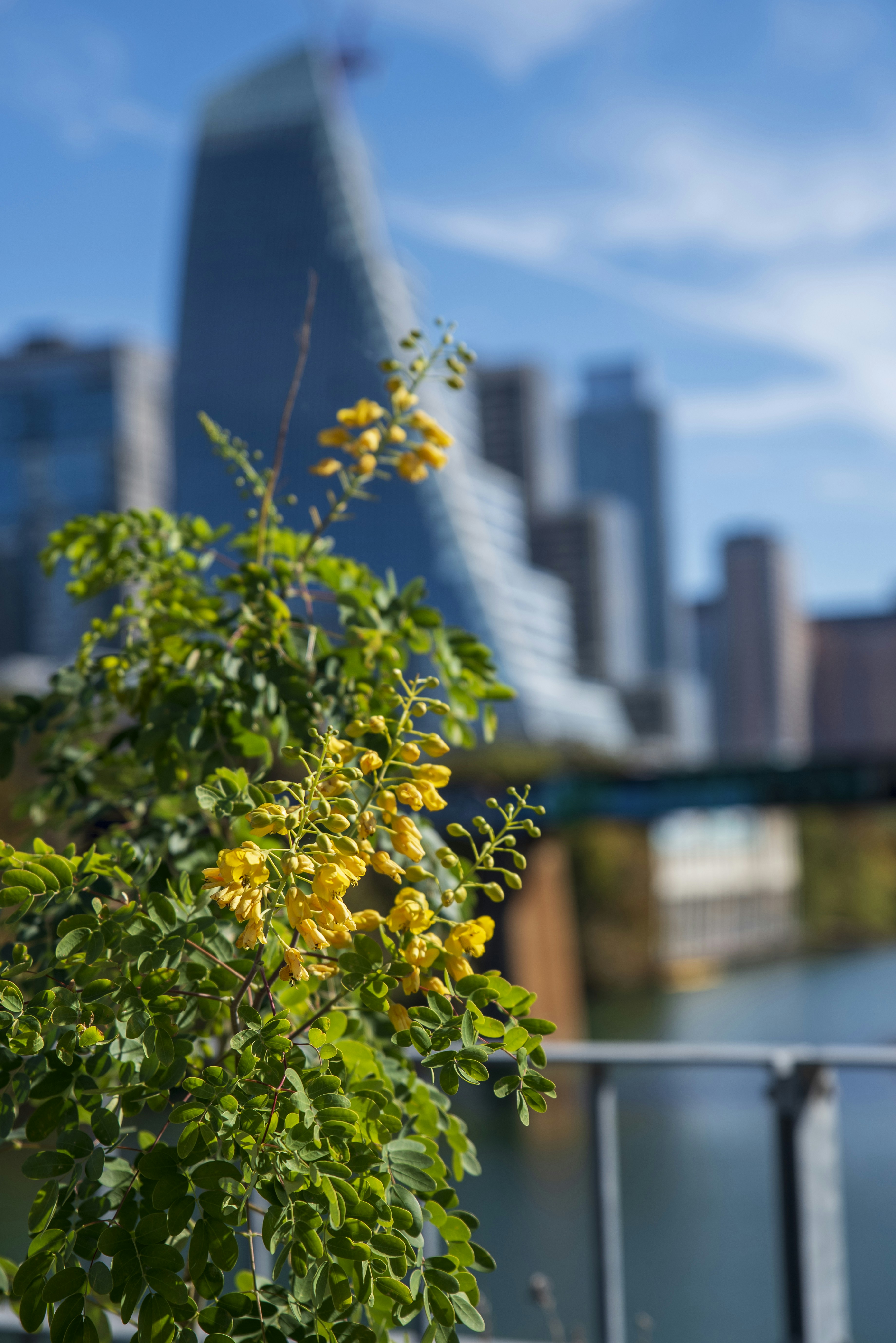 Vibrant yellow flowers bloom in the foreground with a blurred cityscape backdrop featuring modern architecture. The contrast highlights the harmony between nature and urban life.