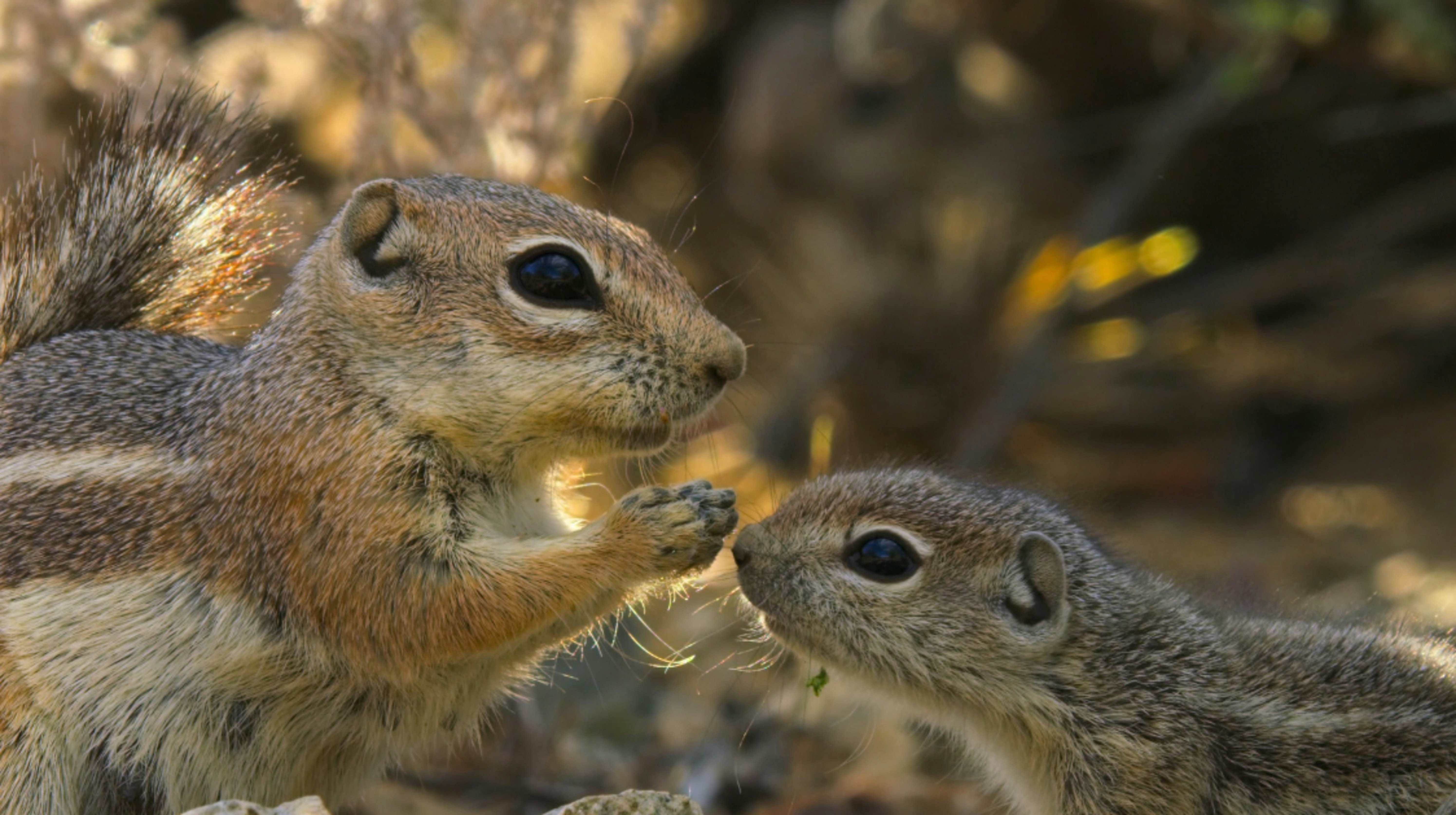 A couple of small animals standing next to each other photo – Free ...