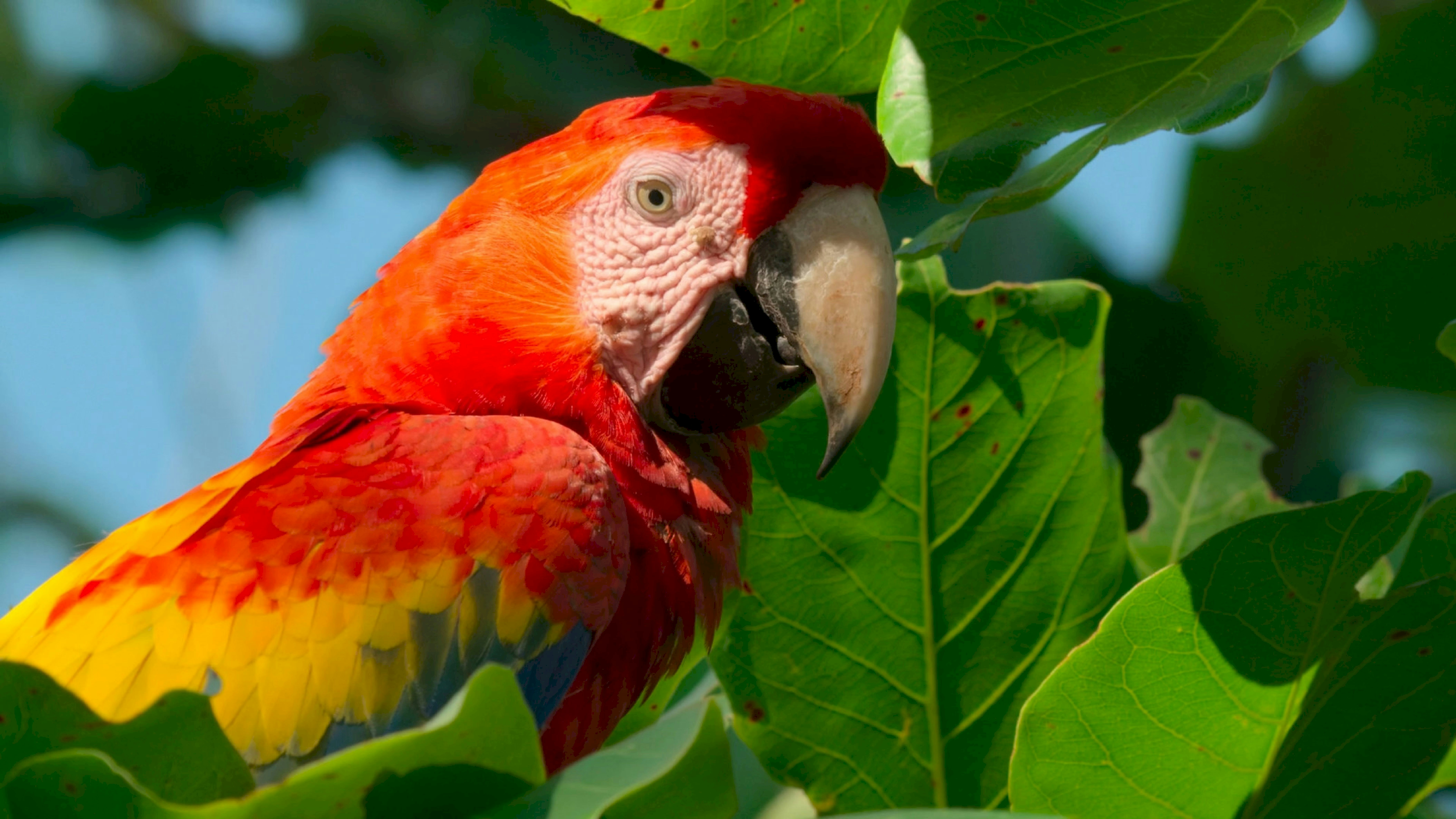 Un perroquet rouge et jaune assis au sommet d’un arbre photo – Photo ...