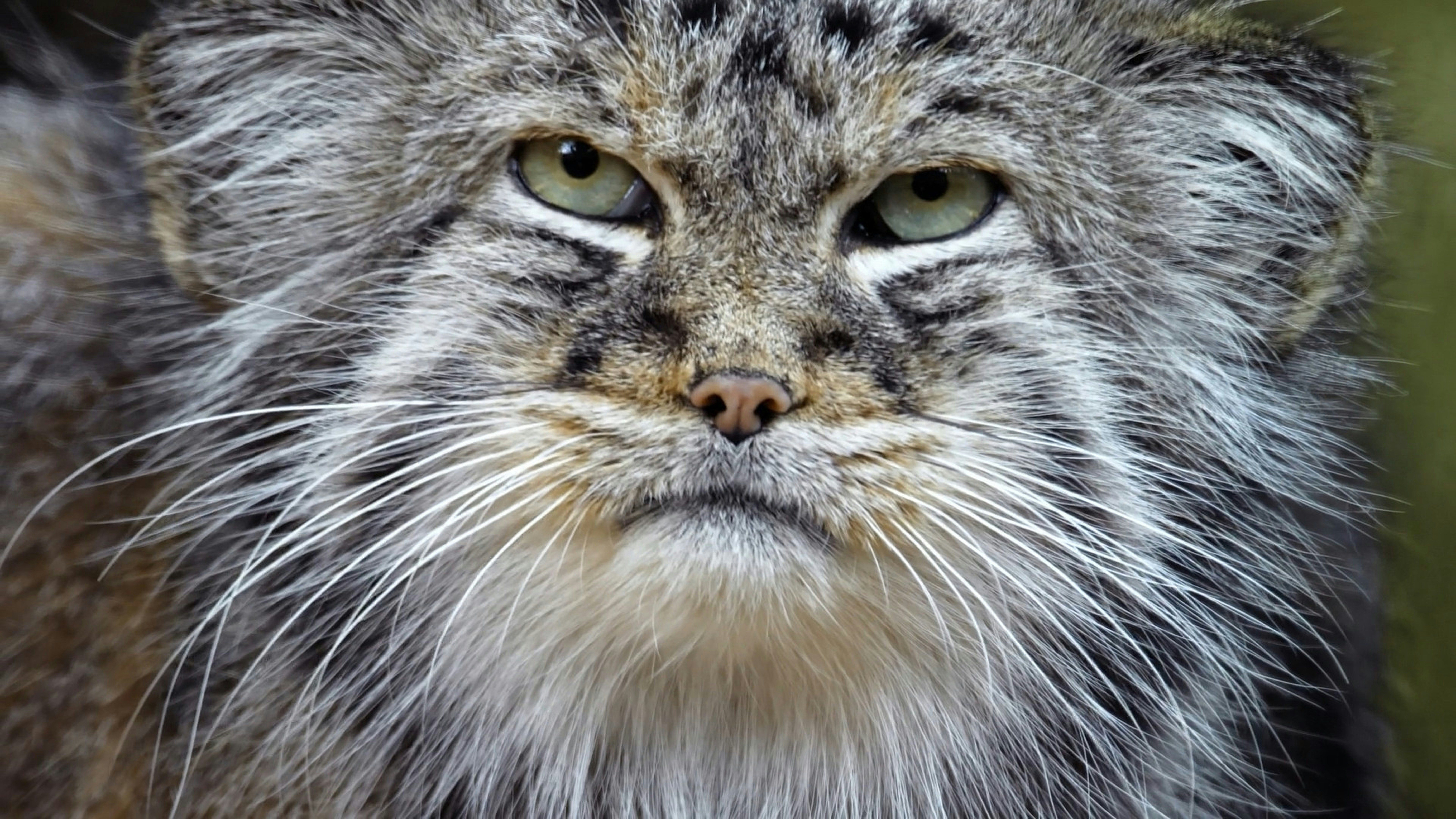 A close up of a cat's face with a blurry background photo – Free Cat ...