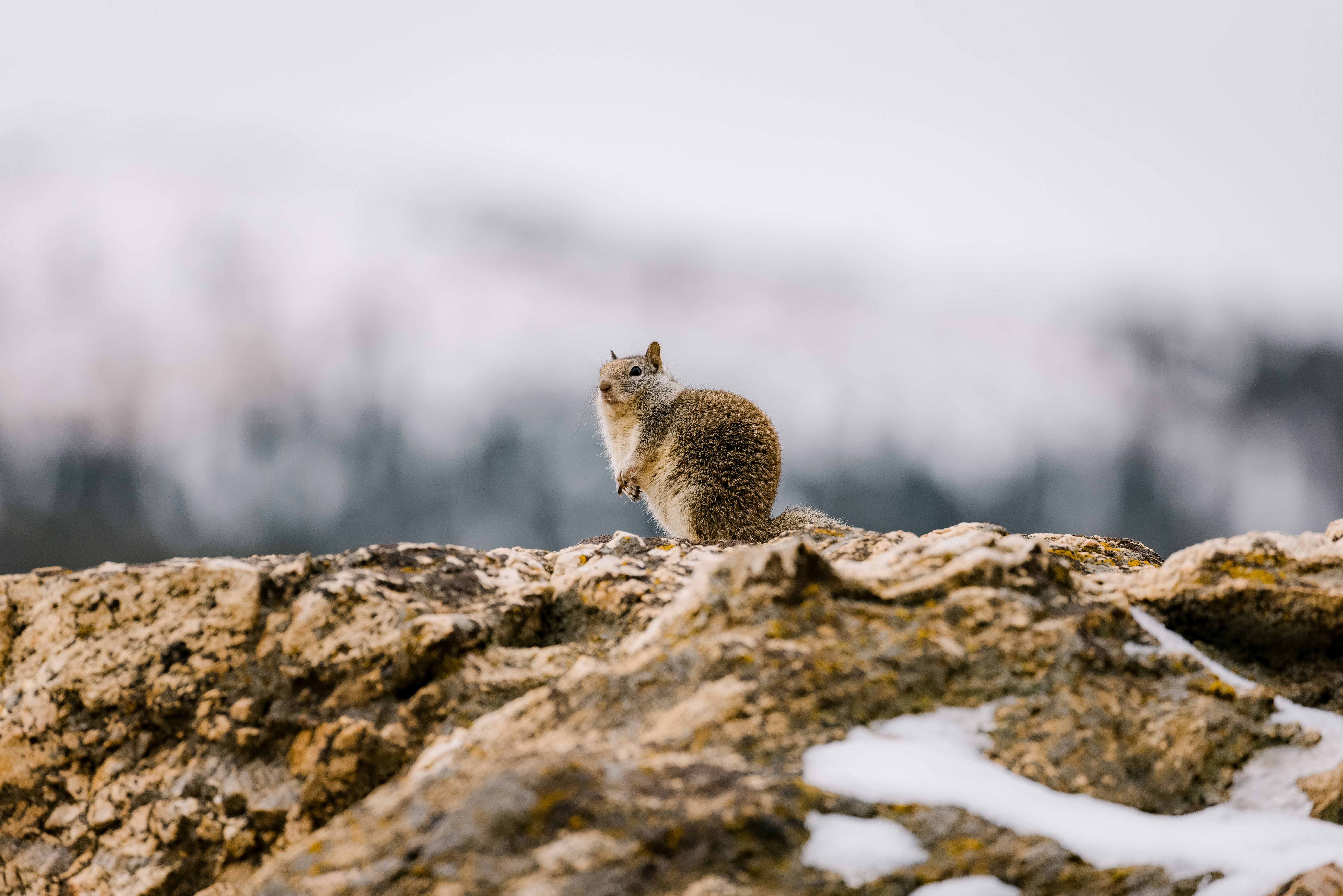 Granite Sentinel: A Squirrel Pauses on a Snow-Speckled Ridge