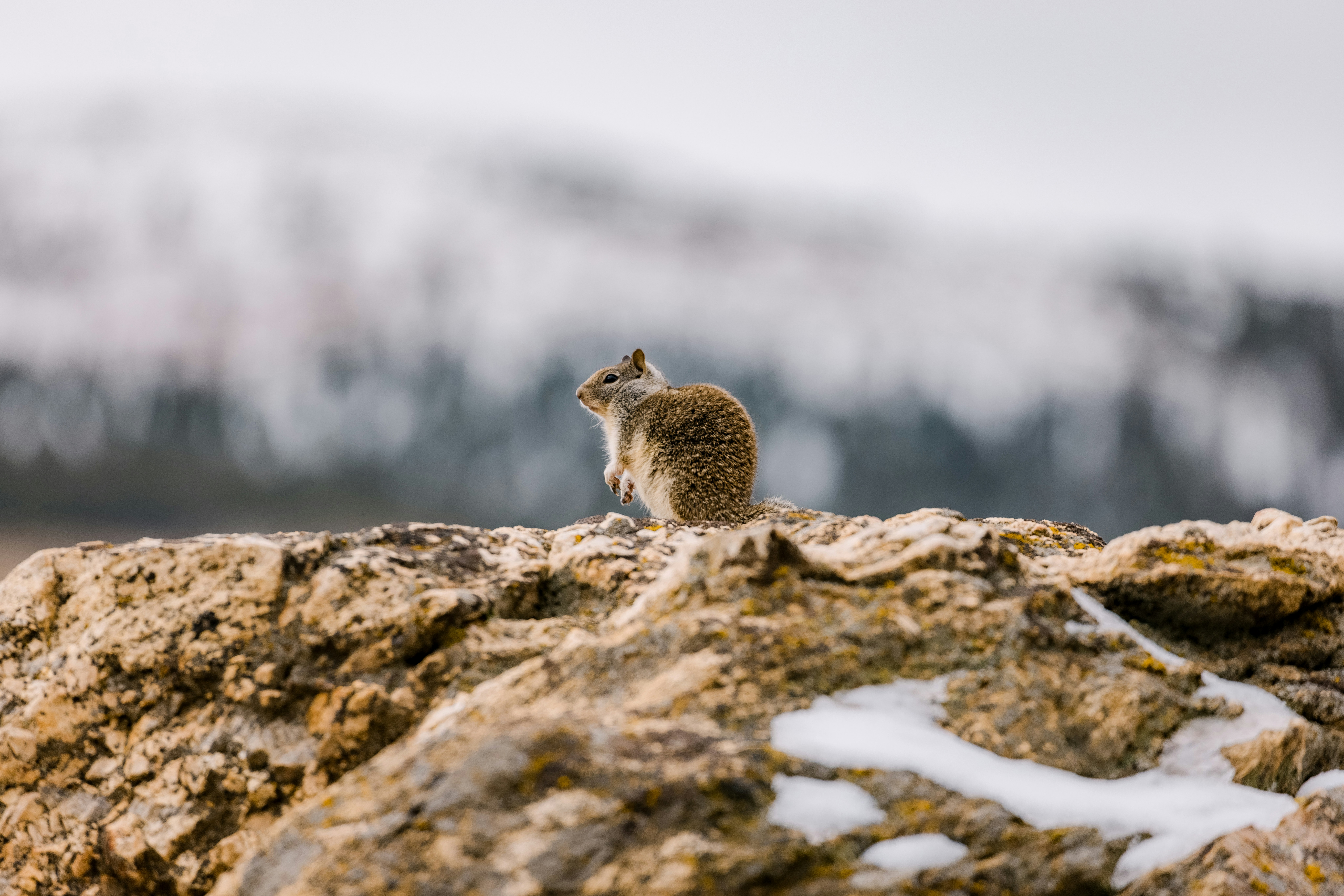 Alpine Squirrel on a Snow-Touched Rock Outcrop