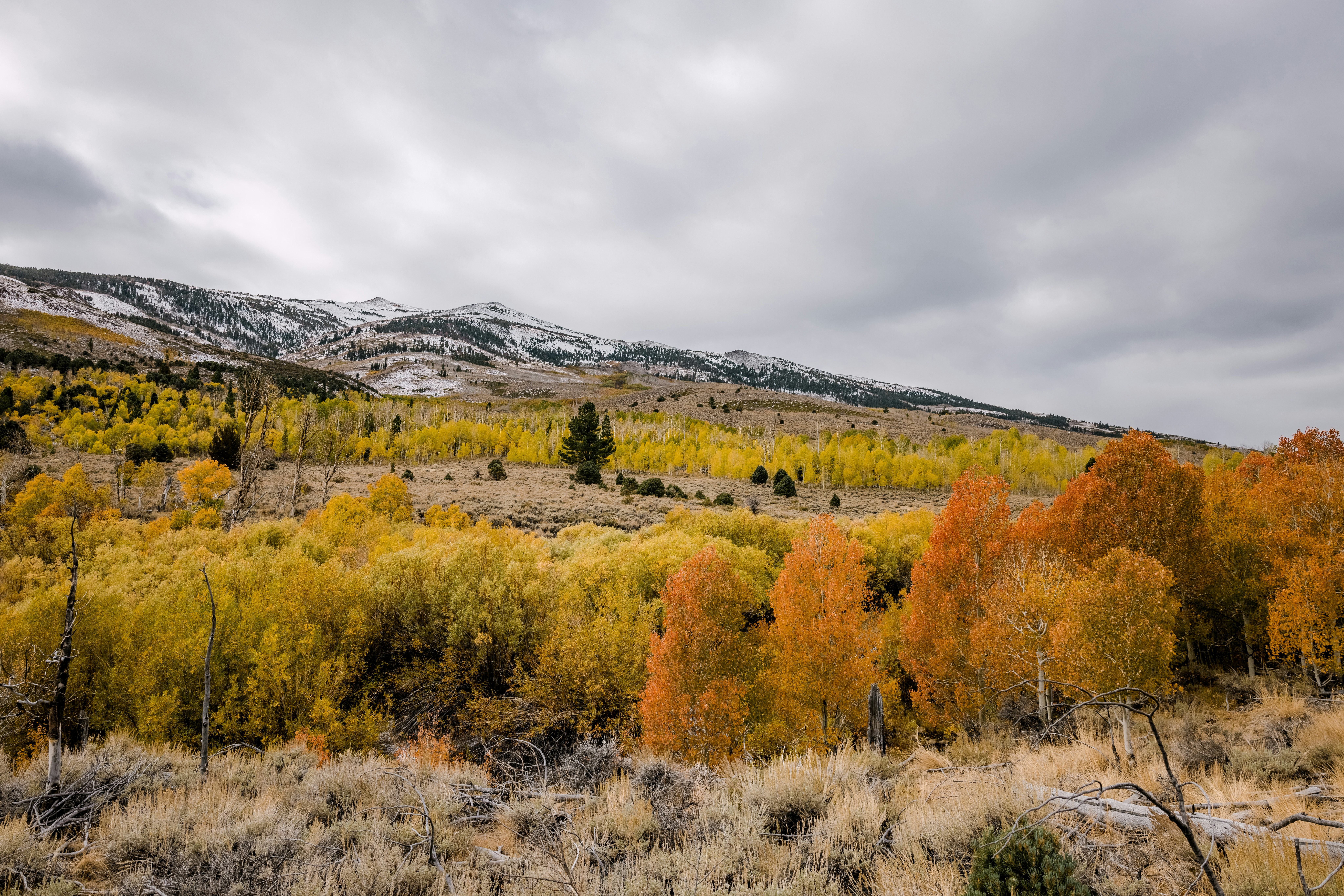 Autumn Crest: Golden Aspens Against Snow-Kissed Hills