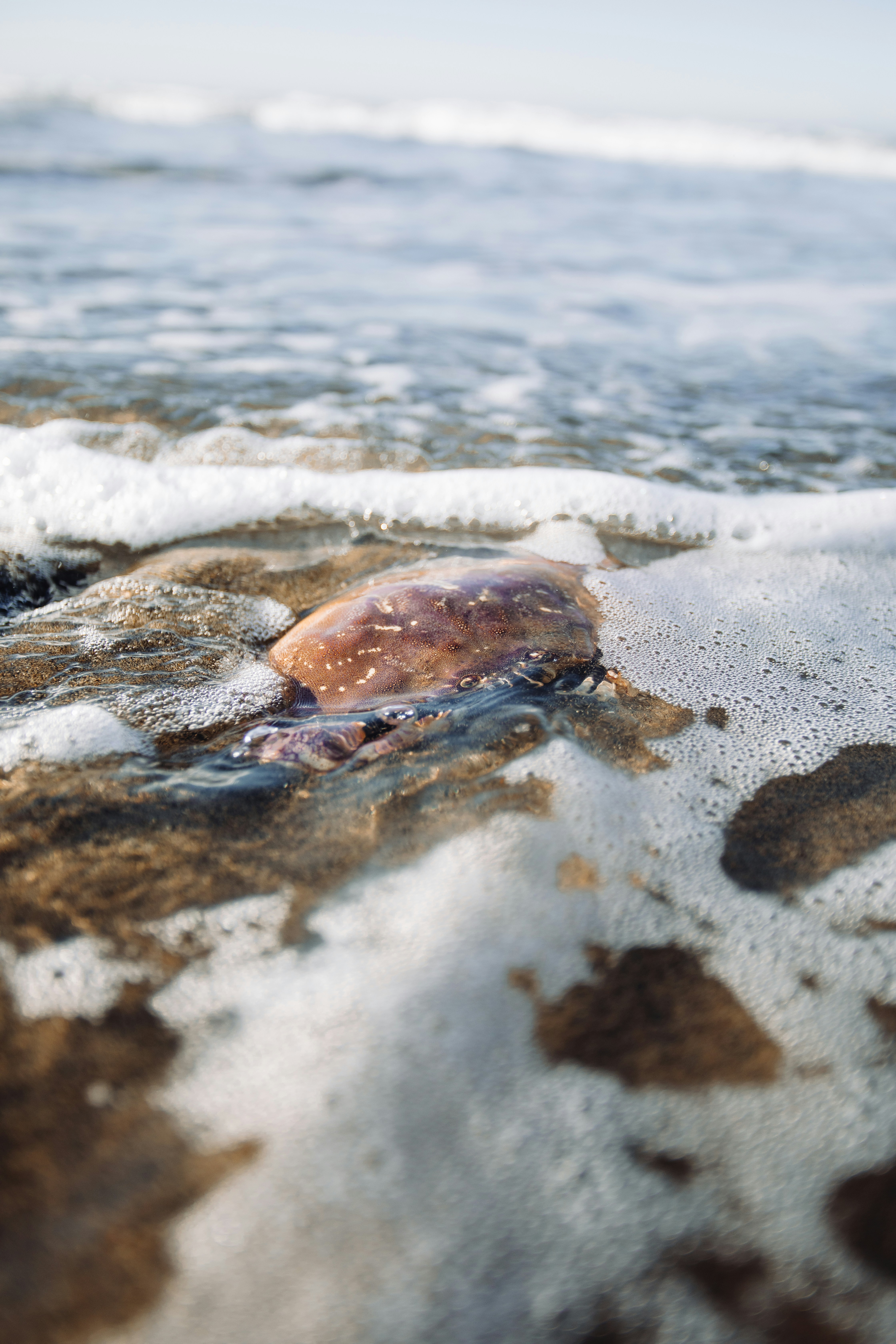 Jelly in the Tide: A Purple Rock Jelly Slow-Drifts Under Seafoam